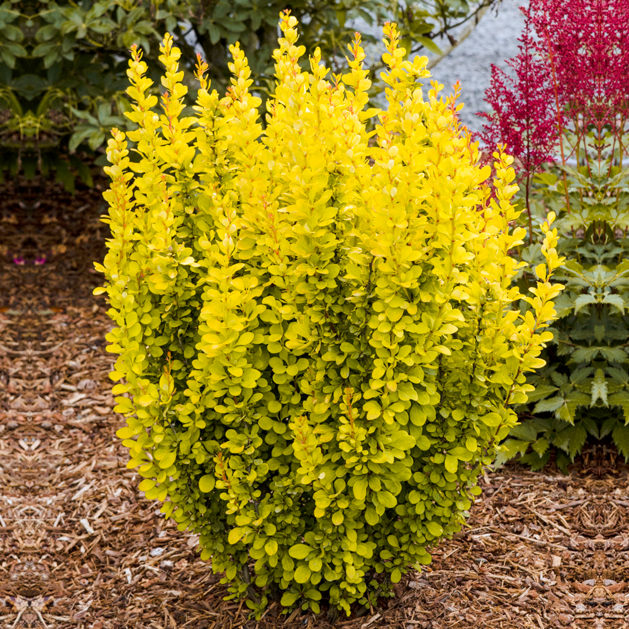 Berberis thunbergii 'Maria' Japanese Barberry Bush Deciduous Potted ...