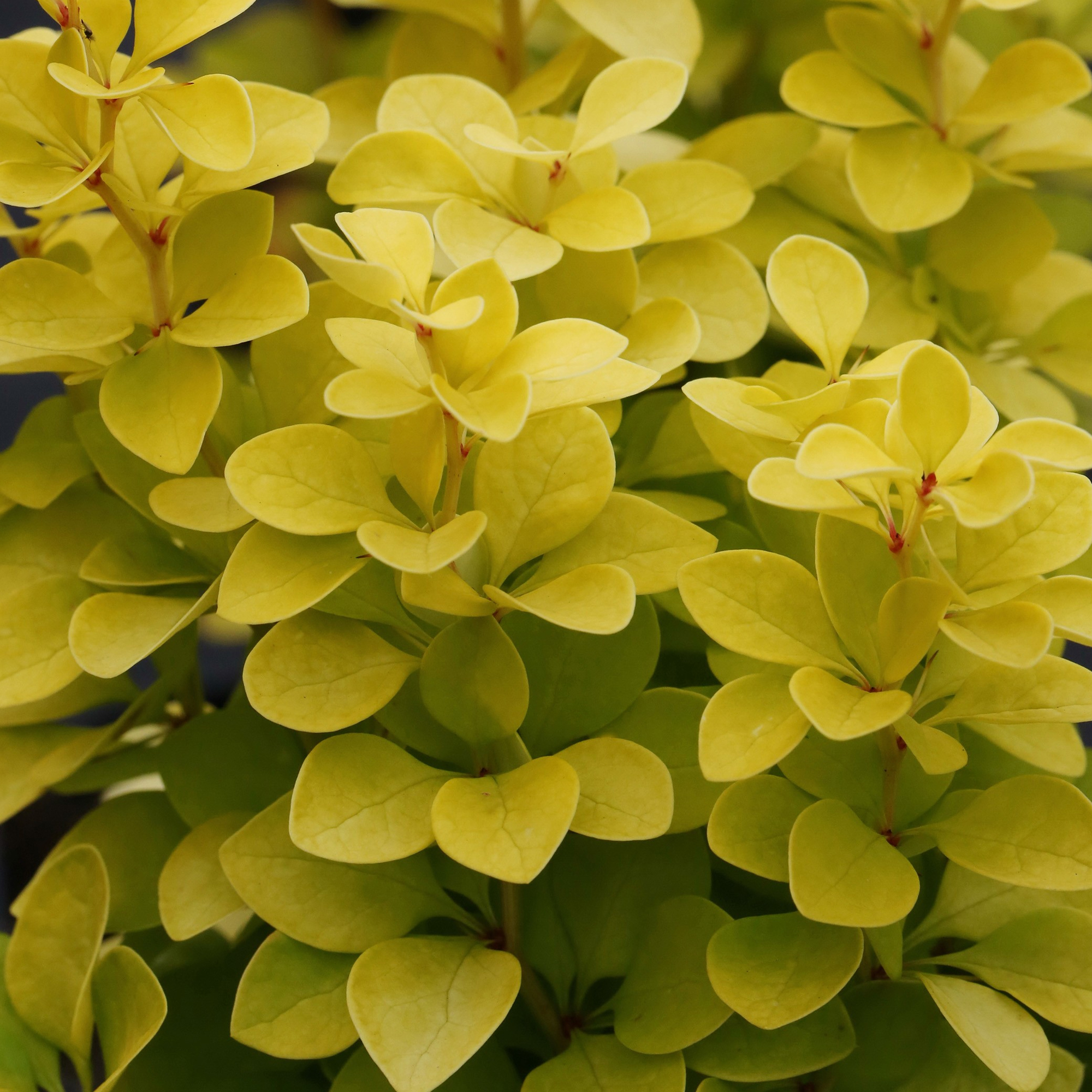 Berberis thunbergii 'Maria' Japanese Barberry Bush Deciduous Potted ...