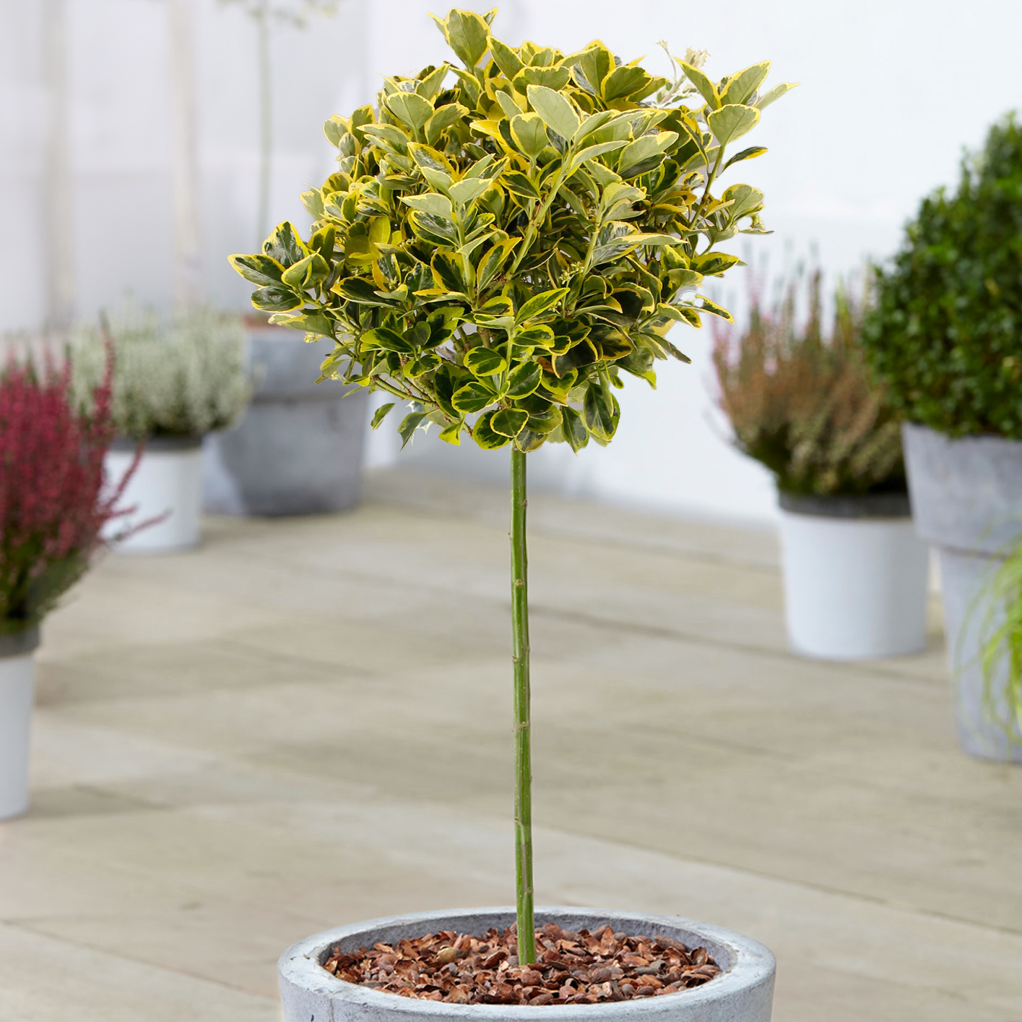 Euonymus Marieke Tree | Standard Stem Potted Trees for Small Gardens ...