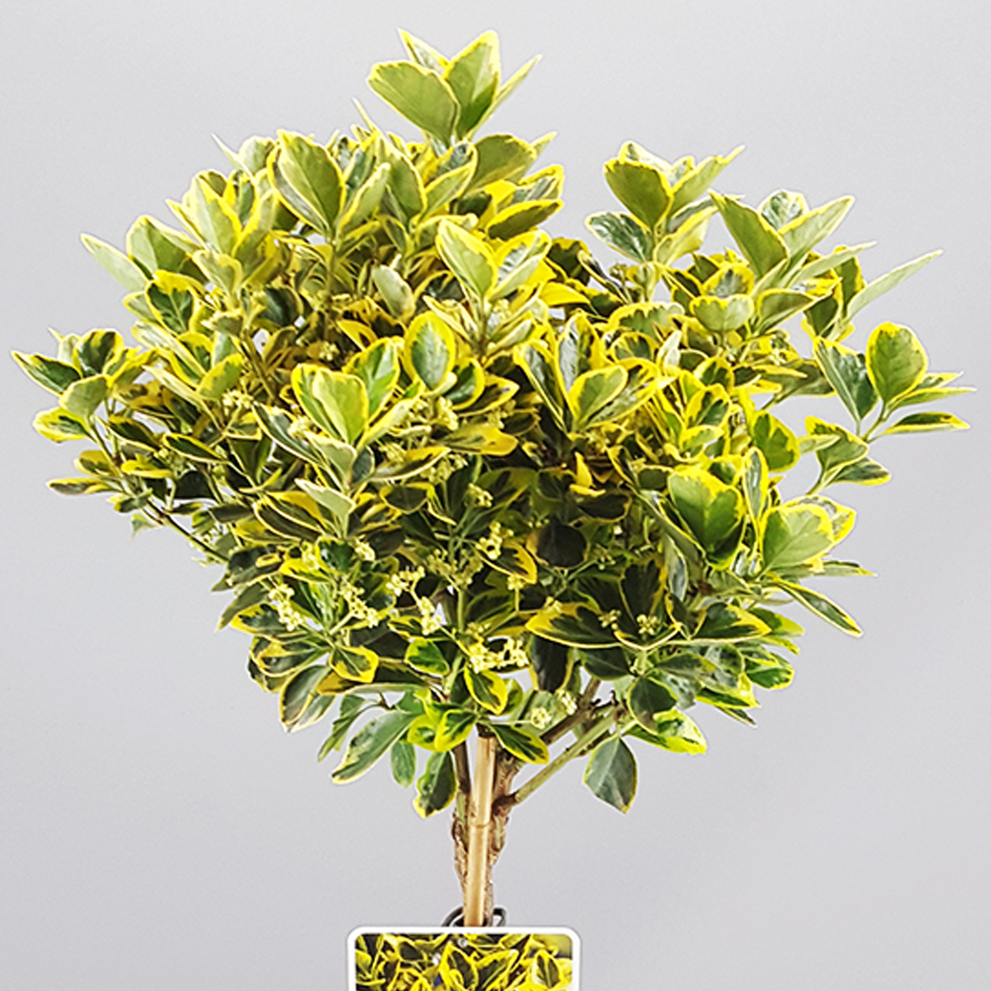 Euonymus Marieke Tree | Standard Stem Potted Trees for Small Gardens ...