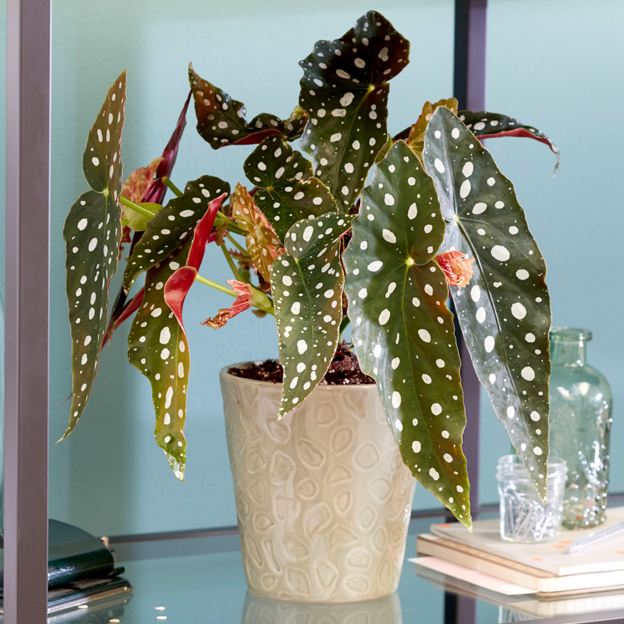 Spotted Begonia Maculata Popular Indoor Houseplant 20-30cm with Pot ...