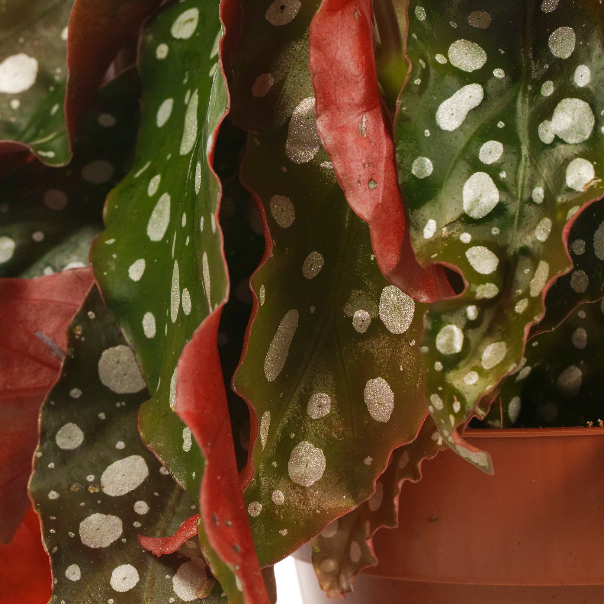 Spotted Begonia Maculata Popular Indoor Houseplant 20-30cm with Pot ...