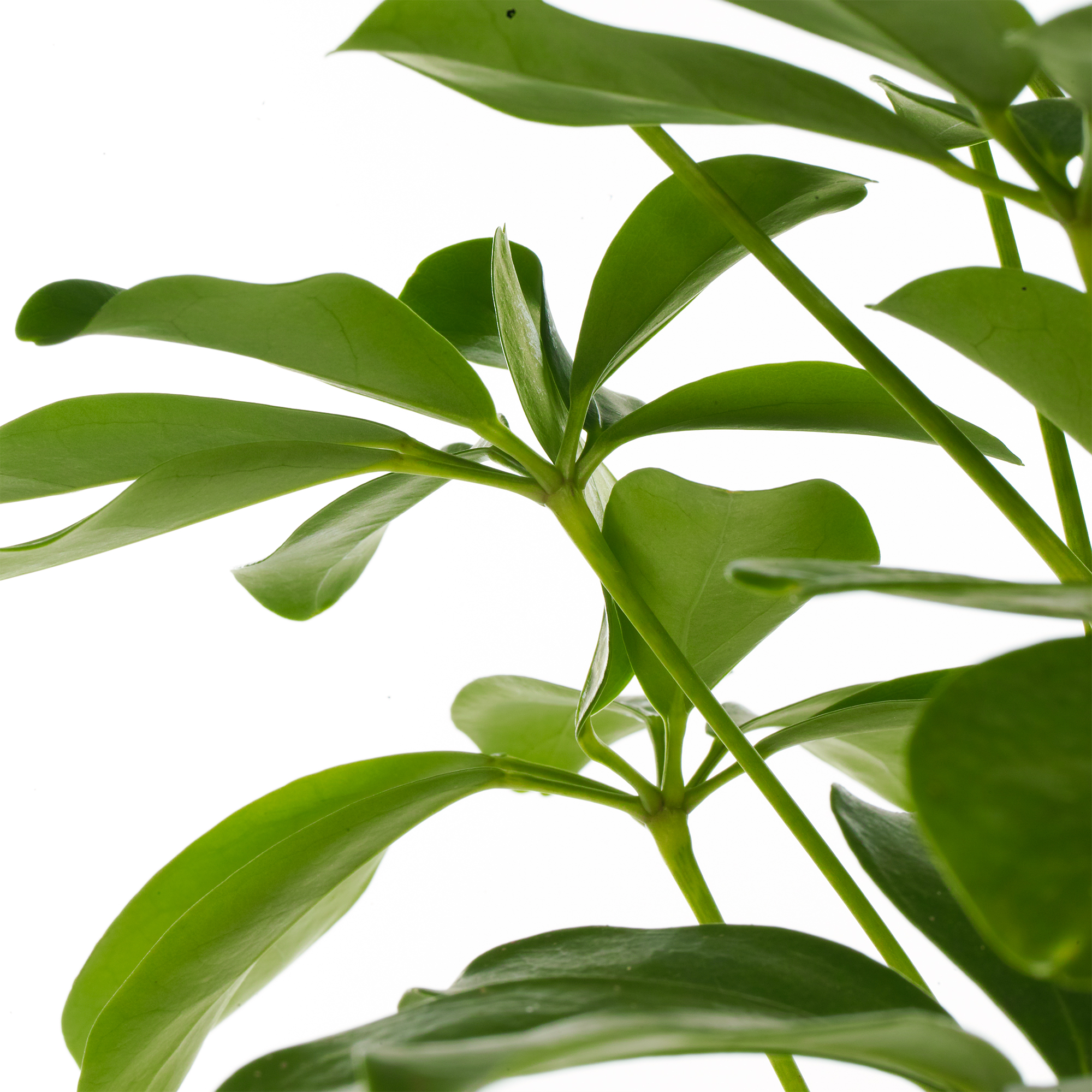 Schefflera Nora Dwarf Umbrella Indoor Houseplant (40-50cm Incl. Pot ...