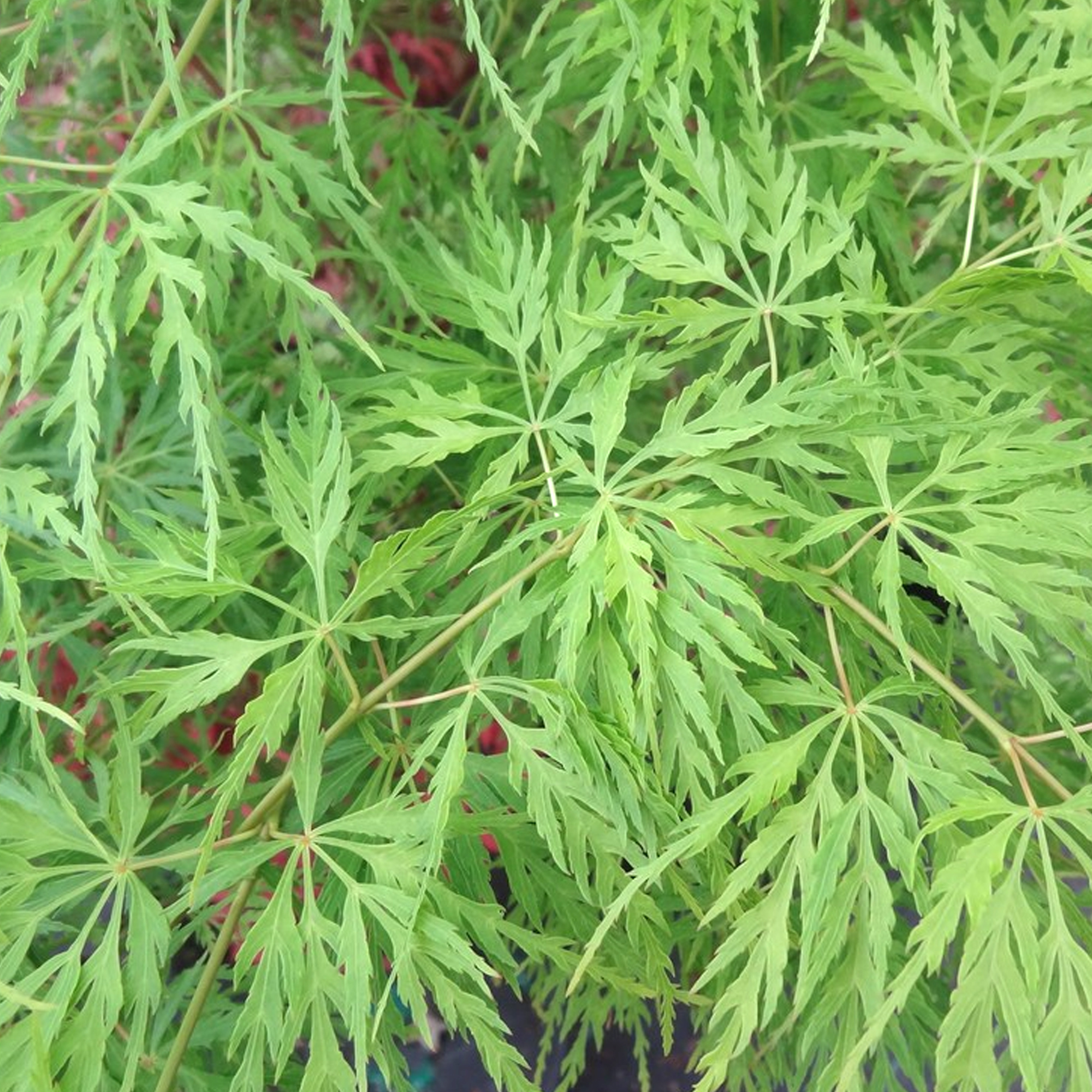 Acer palmatum dissectum 'Emerald Lace' | Japanese Maple Deciduous Tree ...