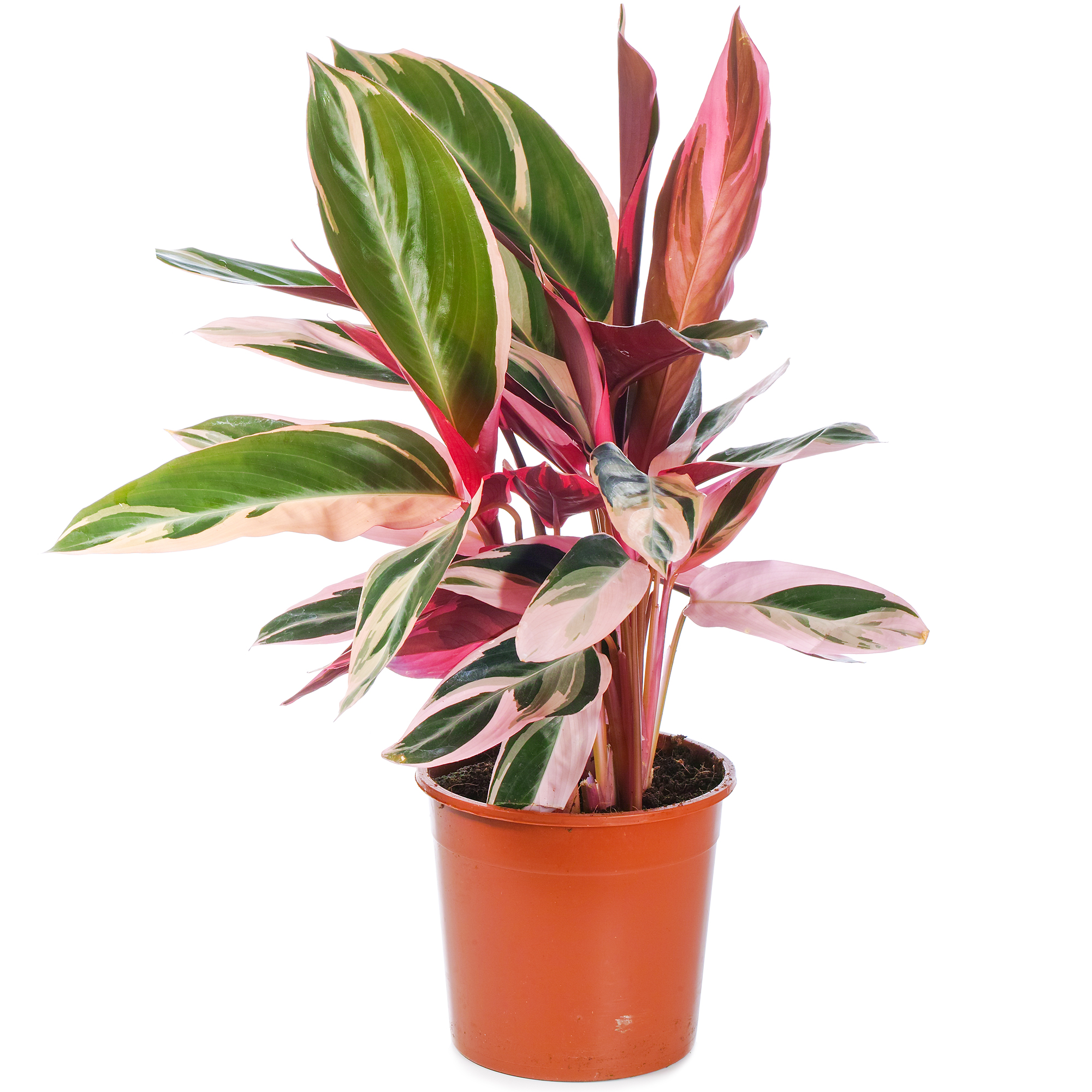 Calathea Stromanthe Triostar Indoor Potted Plant for Home or Office | eBay