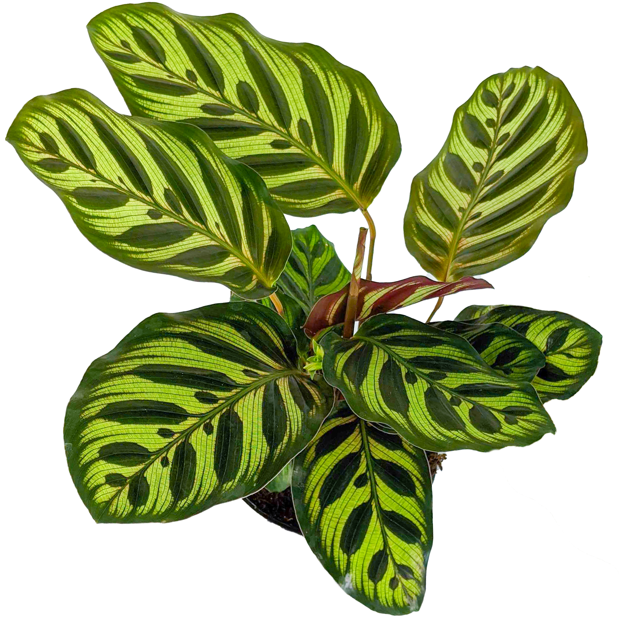 1x Lush Calathea Makoyana Potted Peacock Plant 30-40cm Premium Indoor ...