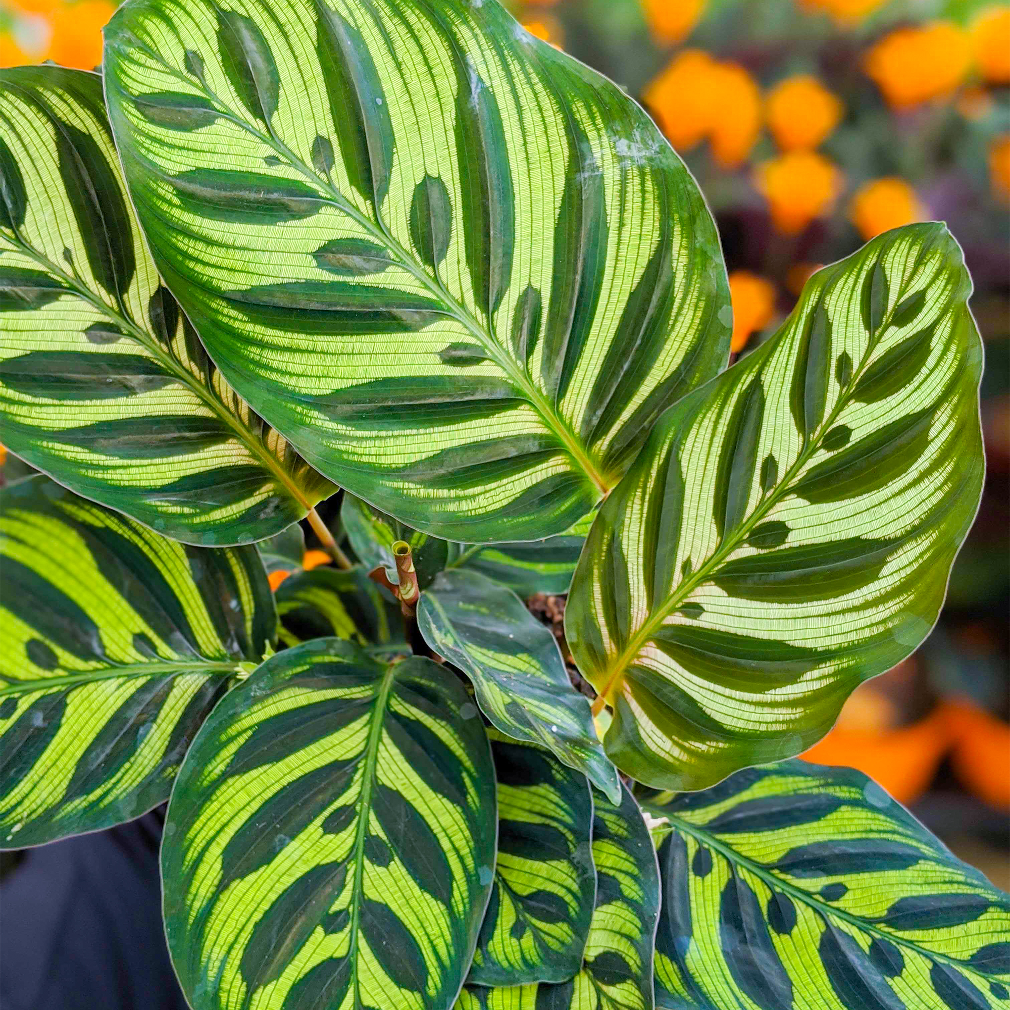 1x Lush Calathea Makoyana Potted Peacock Plant 30-40cm Premium Indoor ...