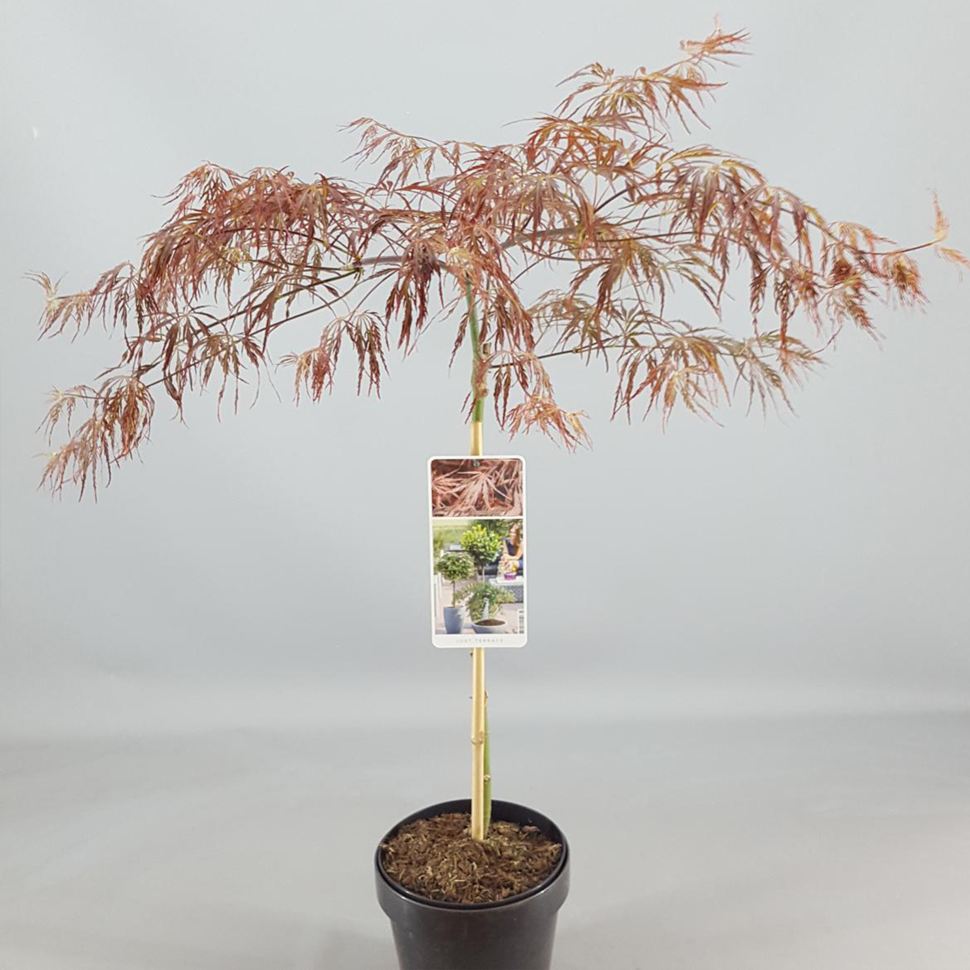 Acer Inaba Shidare Tree | Vibrant Japanese Maple Potted Trees for Small ...
