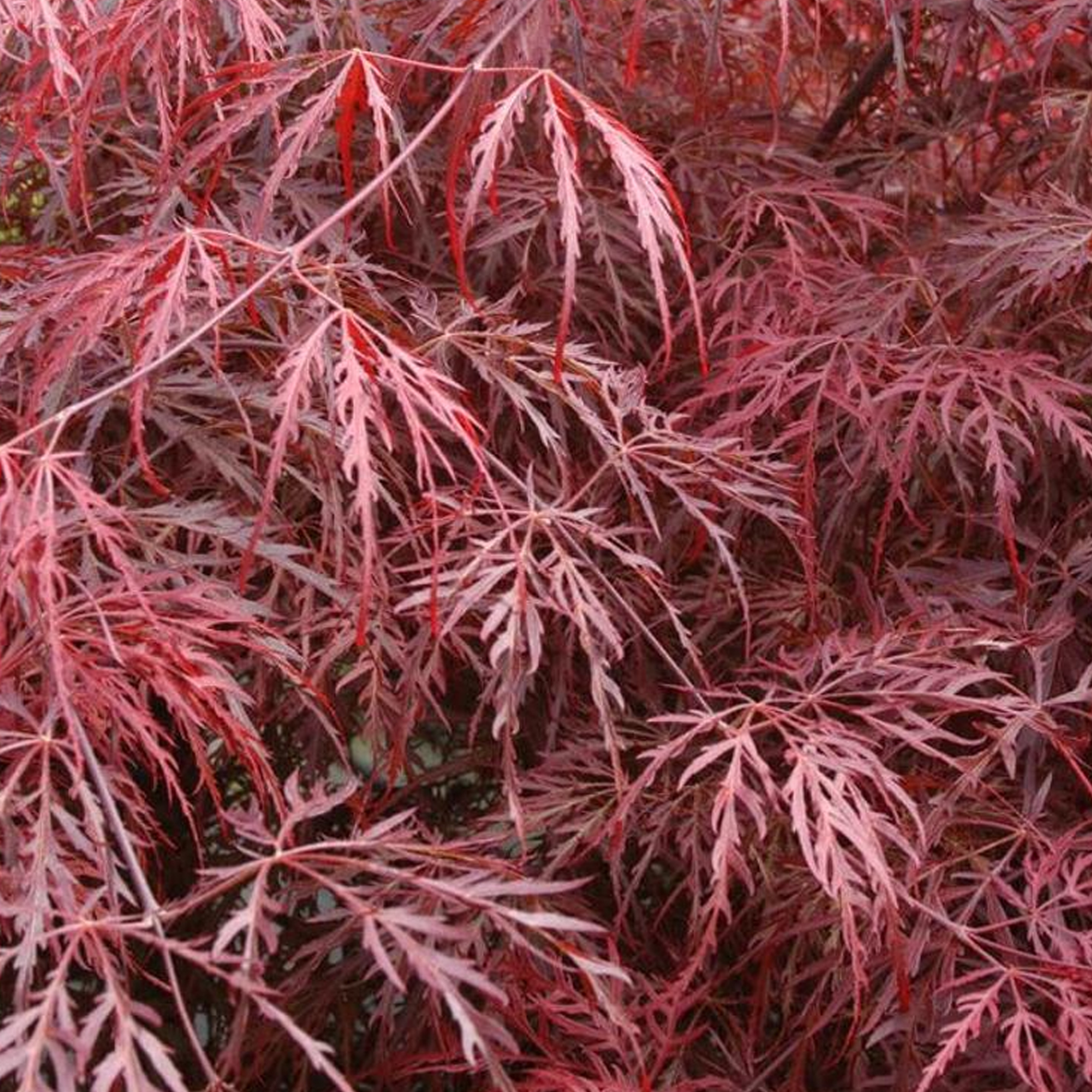 Acer Inaba Shidare Tree | Vibrant Japanese Maple Potted Trees for Small ...