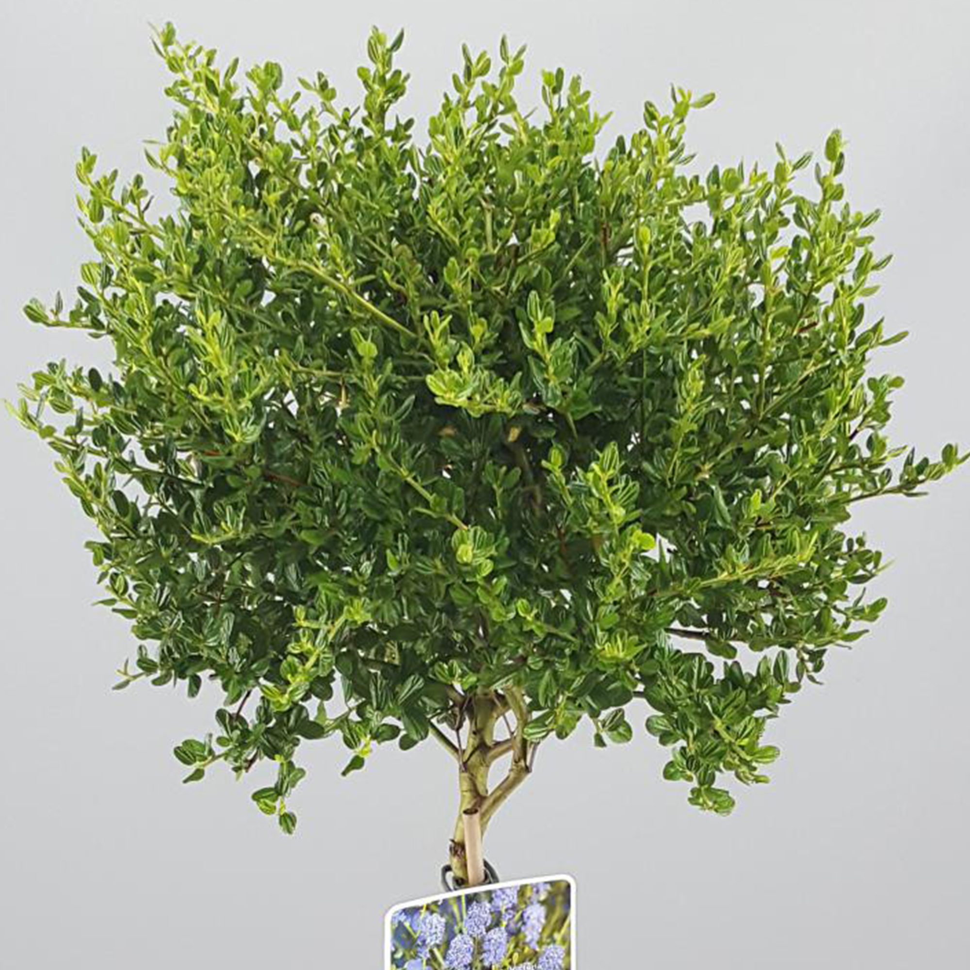 Ceanothus Victoria Tree | Potted California Wild Lilac Trees for Small ...