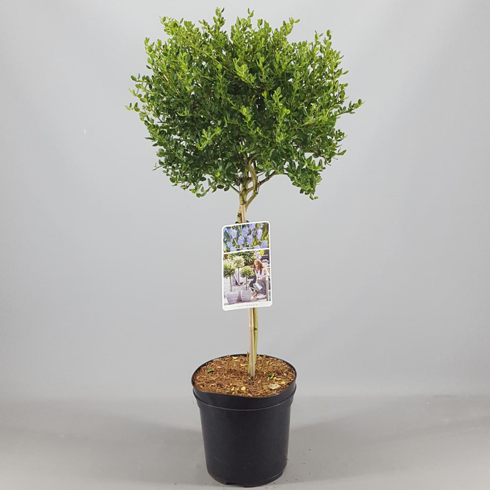 Ceanothus Victoria Tree | Potted California Wild Lilac Trees for Small ...