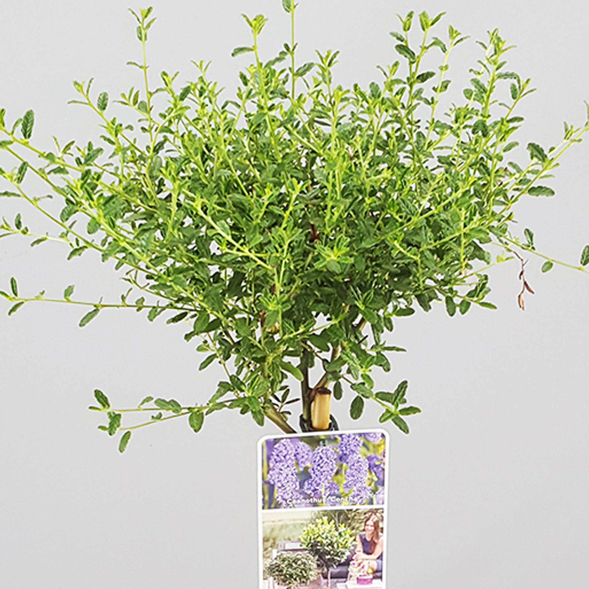 Ceanothus Concha Tree | Potted Californian Lilac Evergreen Ornamental ...