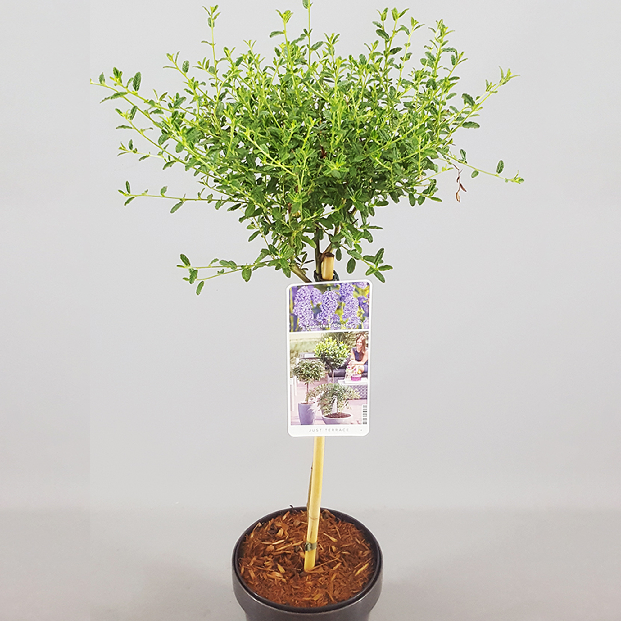 Ceanothus Concha Tree | Potted Californian Lilac Evergreen Ornamental ...