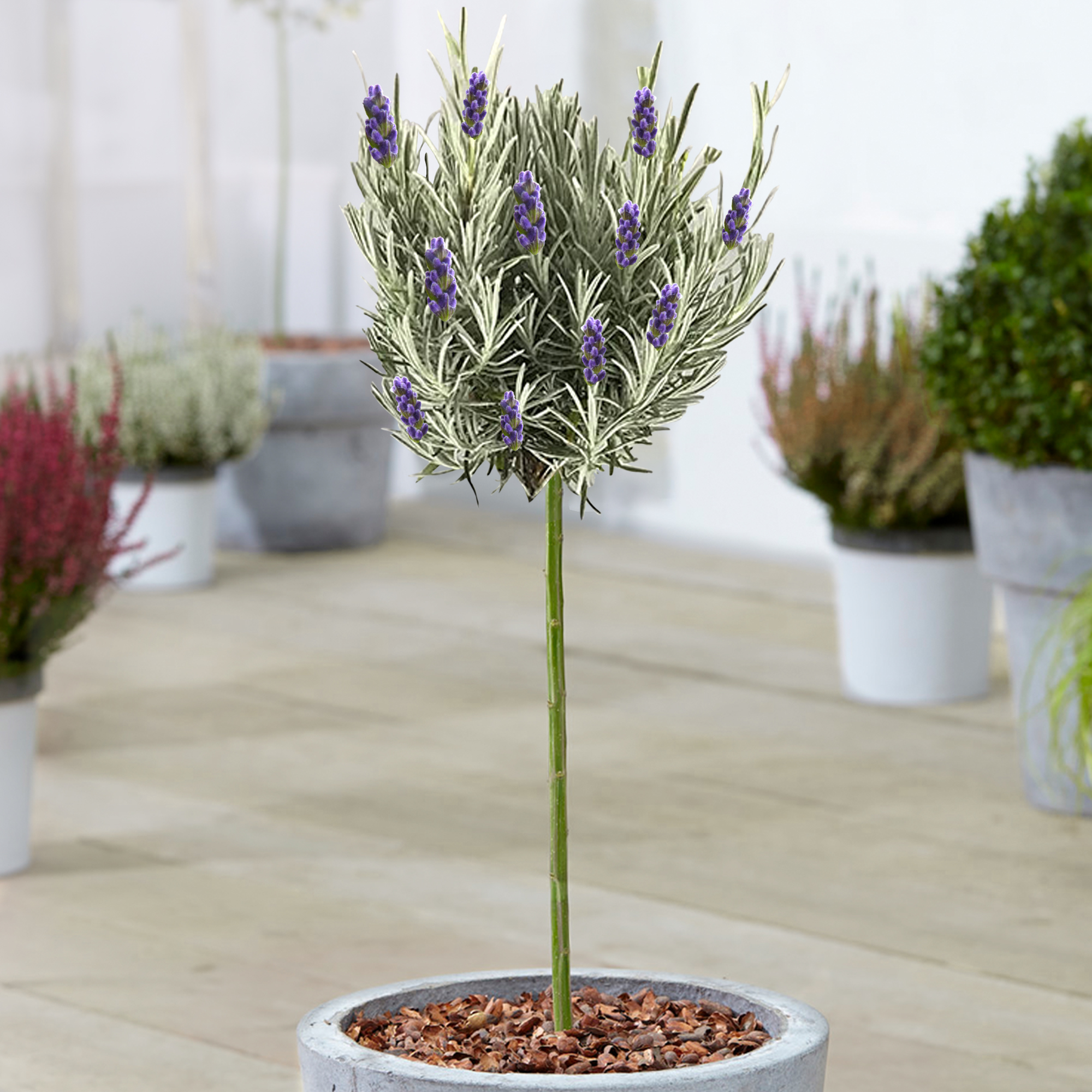 Lavandula Munstead Tree | English Lavender Ornamental Trees for Small ...