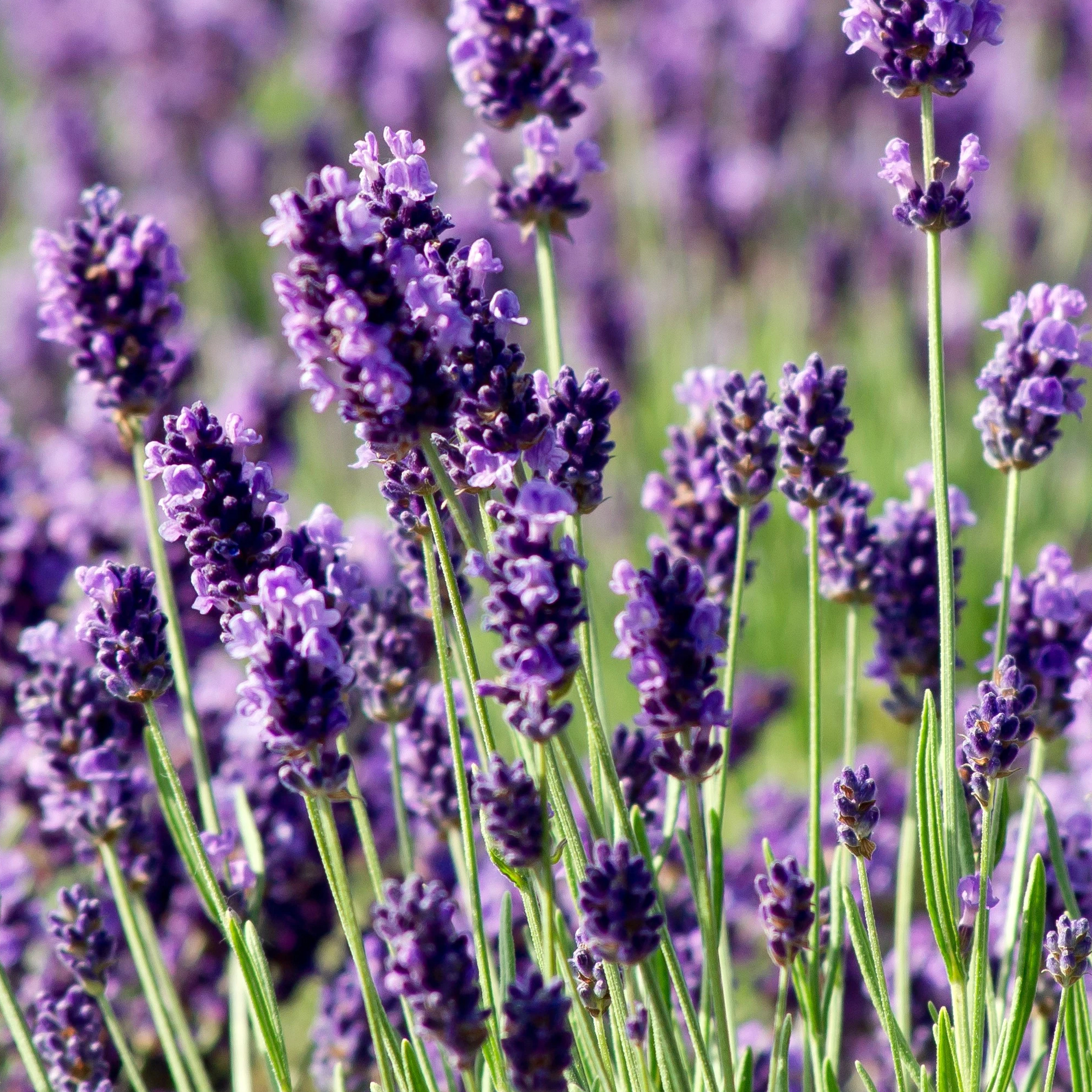 Lavandula Munstead Tree | English Lavender Ornamental Trees for Small ...