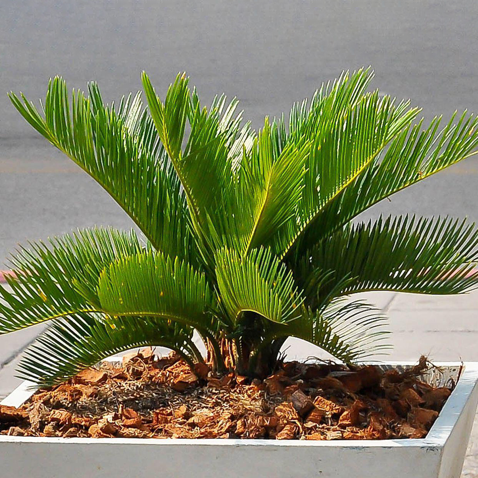 Premium Cycas Revoluta | Best Indoor Plants | Potted Plant Gift 30-40cm ...