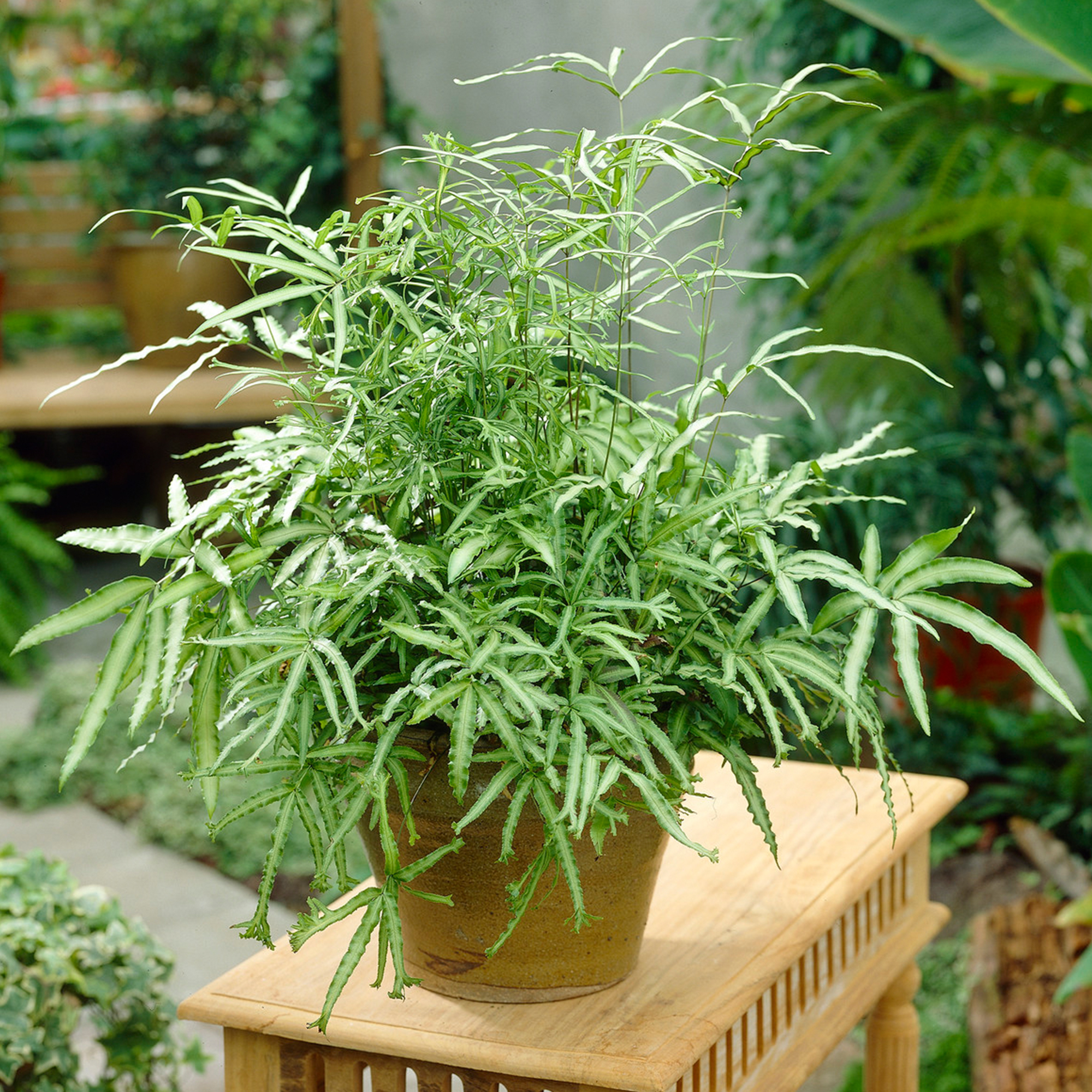 Pteris Albolineata - Cretan Brake Fern | Indoor Plant for Sale | 25 ...