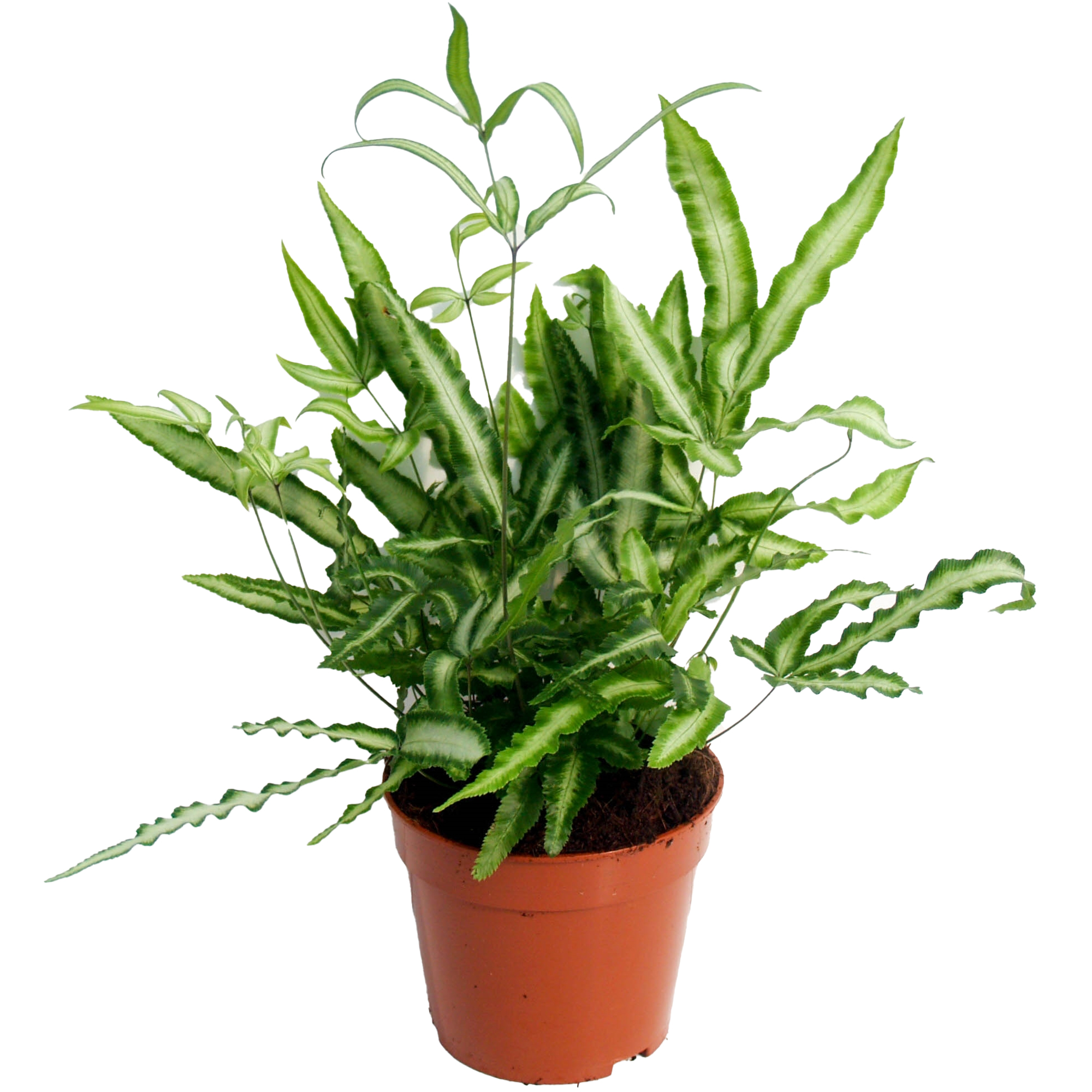 Pteris Albolineata - Cretan Brake Fern | Indoor Plant for Sale | 25 ...