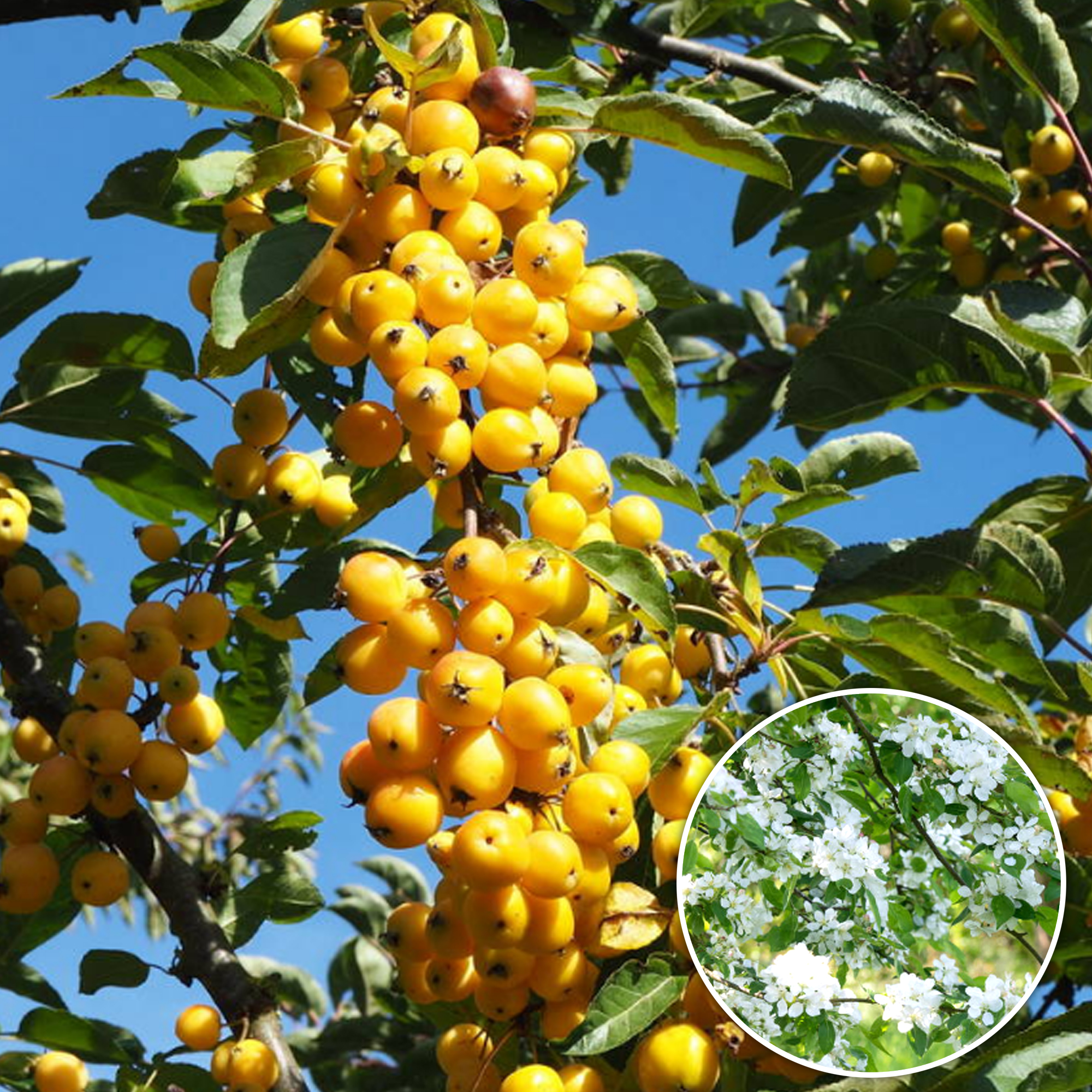 Ornamental Apple Tree