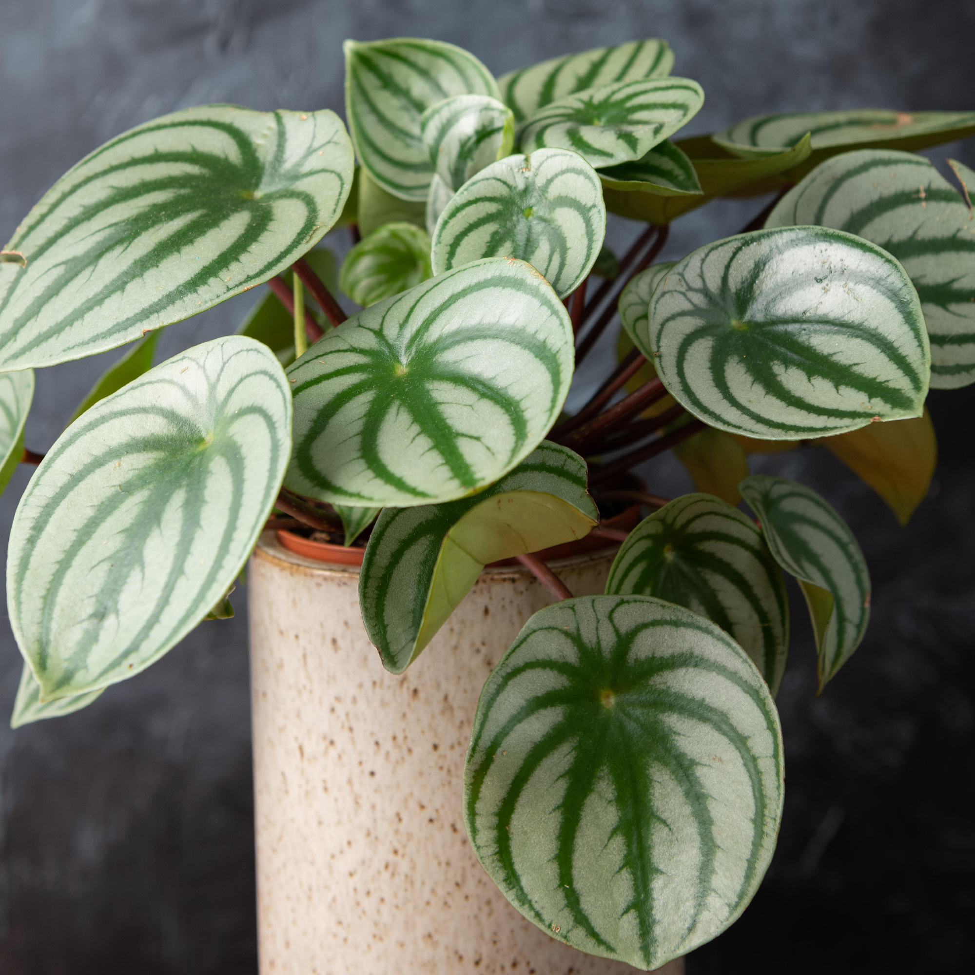 Peperomia Argyreia - Watermelon Begonia | Best Indoor Plants (15-25cm ...