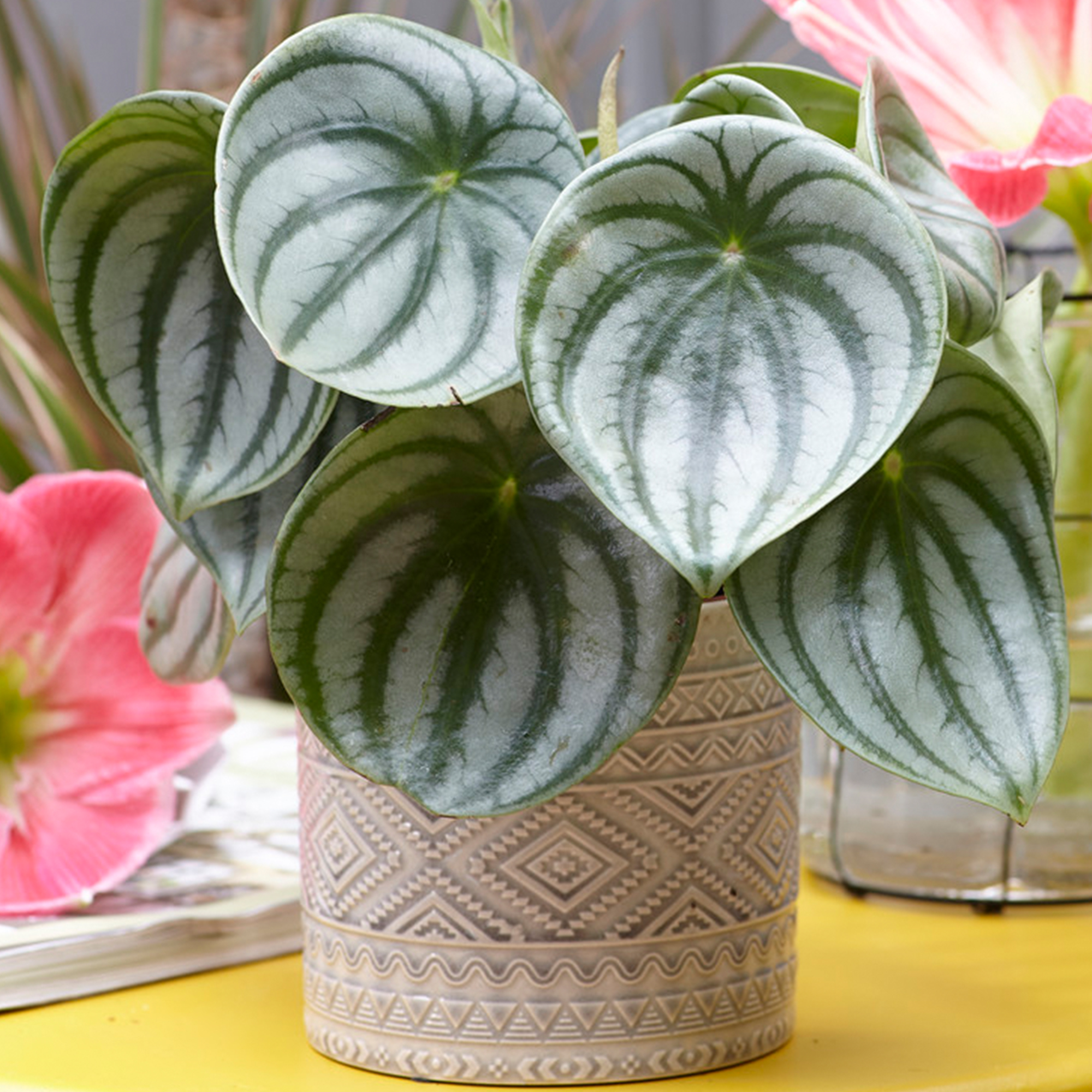 Colourful Peperomia Argyreia | Evergreen Watermelon Begonia (15-25cm in ...