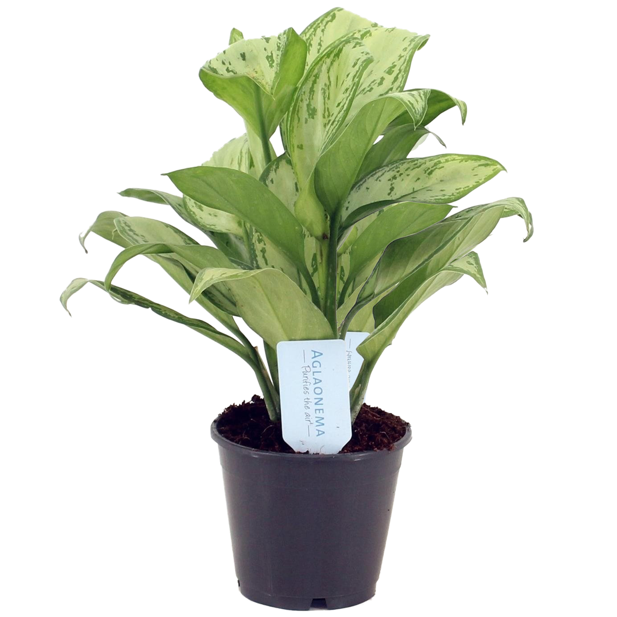 1 x Aglaonema Maria Christina | Chinese Evergreen Indoor Plant (25-35cm ...