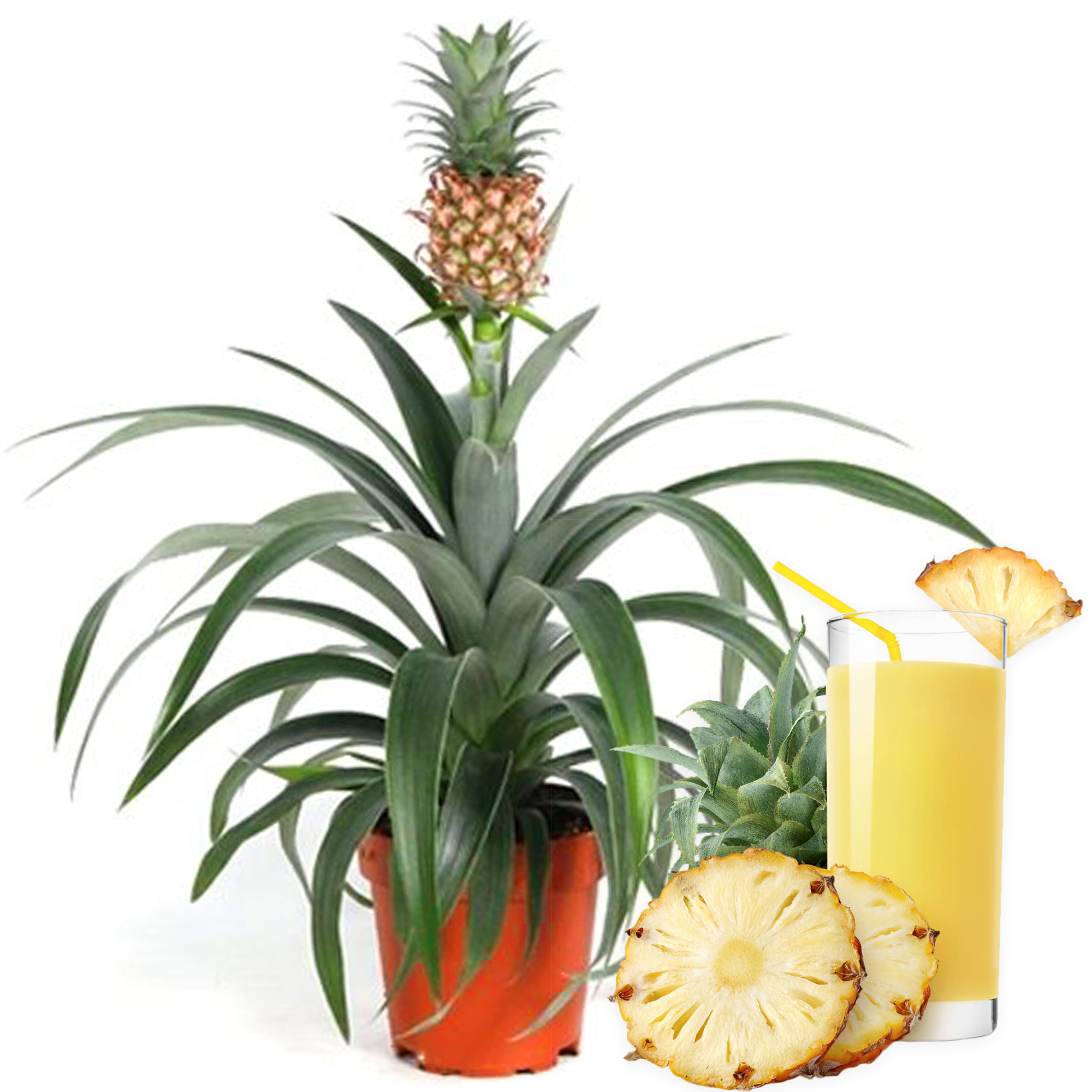 Unique Ananas comosus Amigo | Potted Indoor Plant for Sale (35-45cm ...