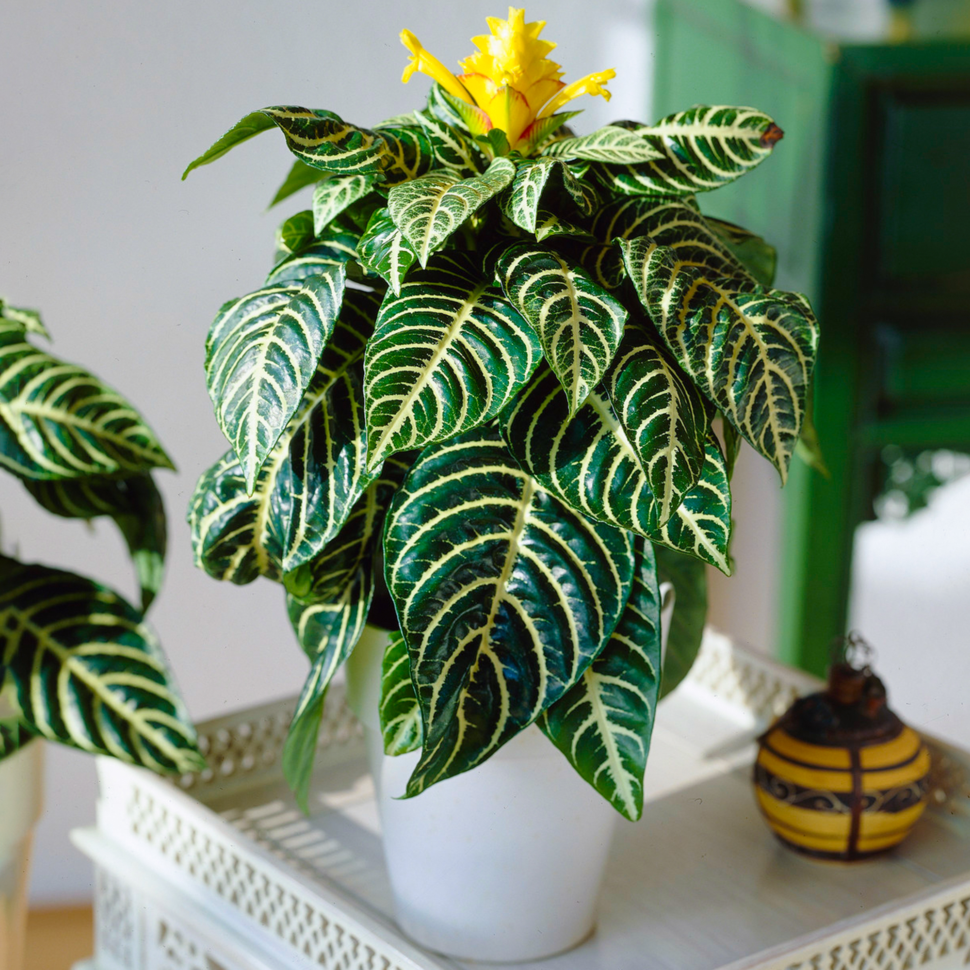 1 x Aphelandra squarrosa Green | Potted Indoor Zebra Plant Gift (25 ...
