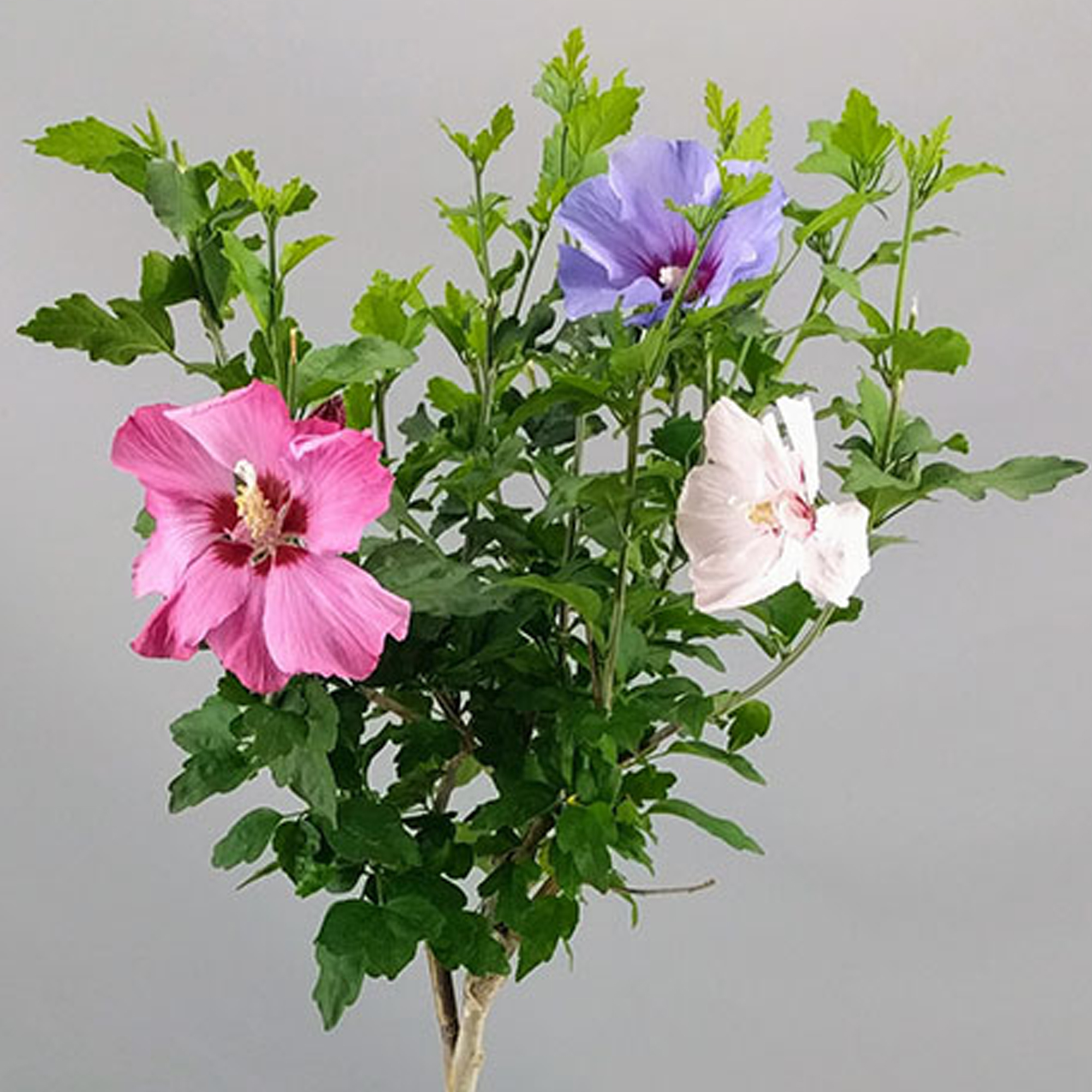 Hibiscus Tricolour Tree | Potted Deciduous Ornamental Trees for Small ...
