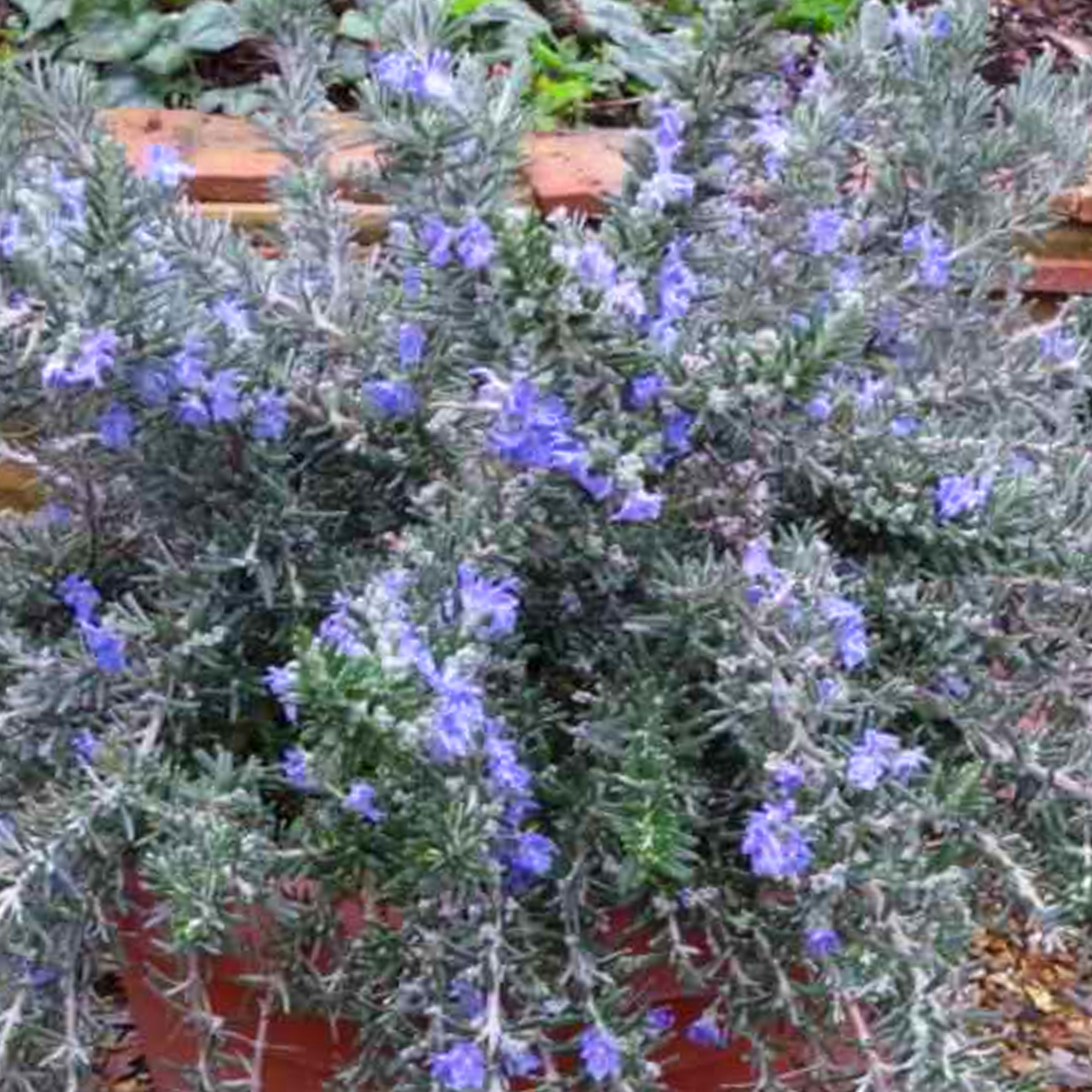 Rosmarinus Whitewater Silver Rosemary Aromatic Blue Flowering Evergreen ...