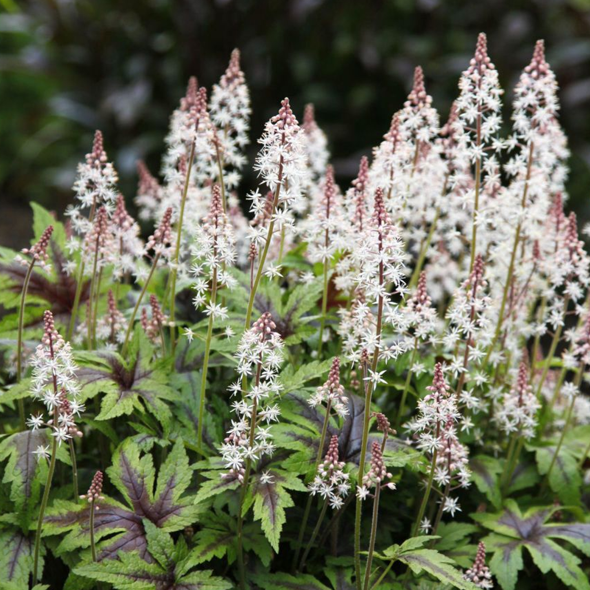 Tiarella Sugar And Spice