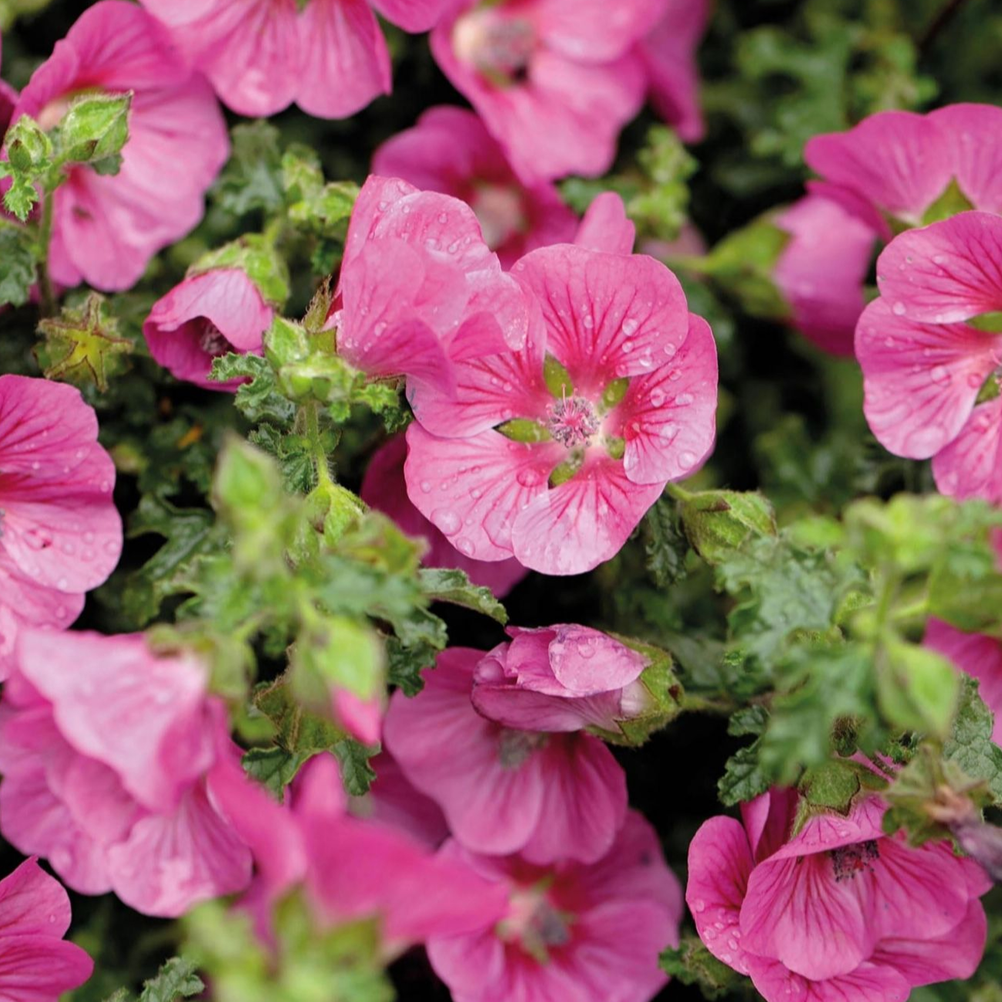 Anisadontea Capensis African Cape Mallow Bushy Perennial Pink Flowering ...