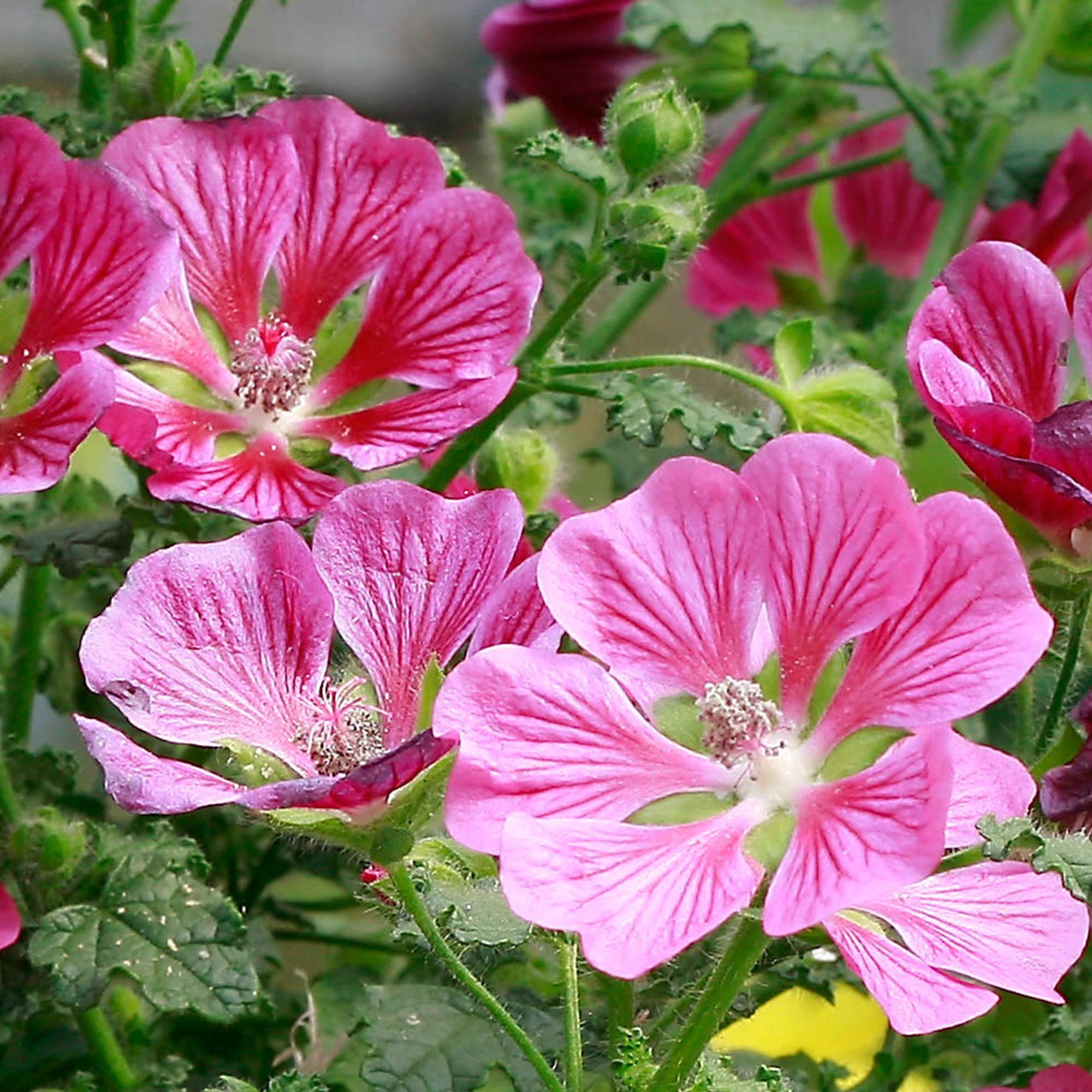 Anisadontea Capensis African Cape Mallow Bushy Perennial Pink Flowering ...
