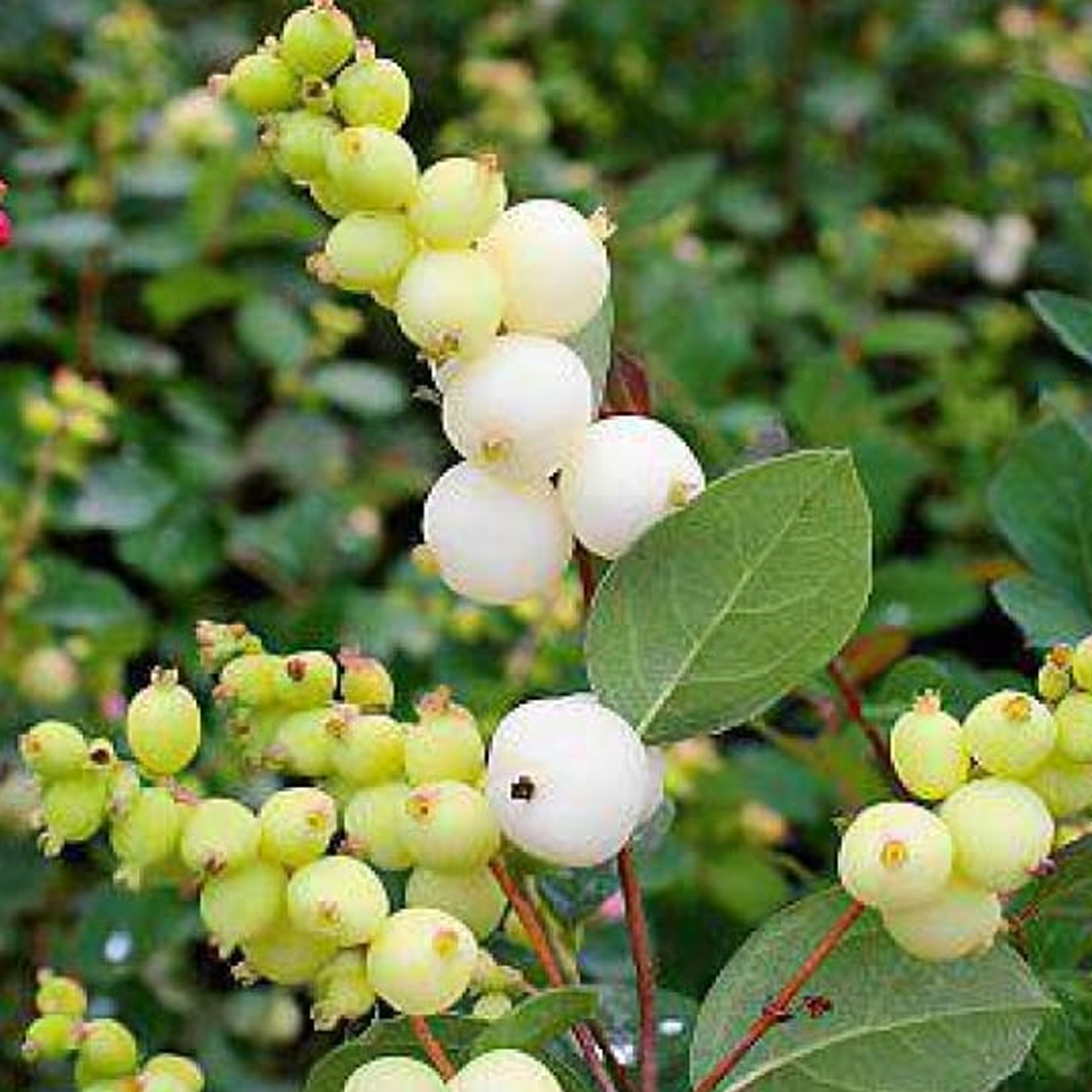 Symphoricarpos Magical Galaxy Snowberry Upright Deciduous Flowering ...