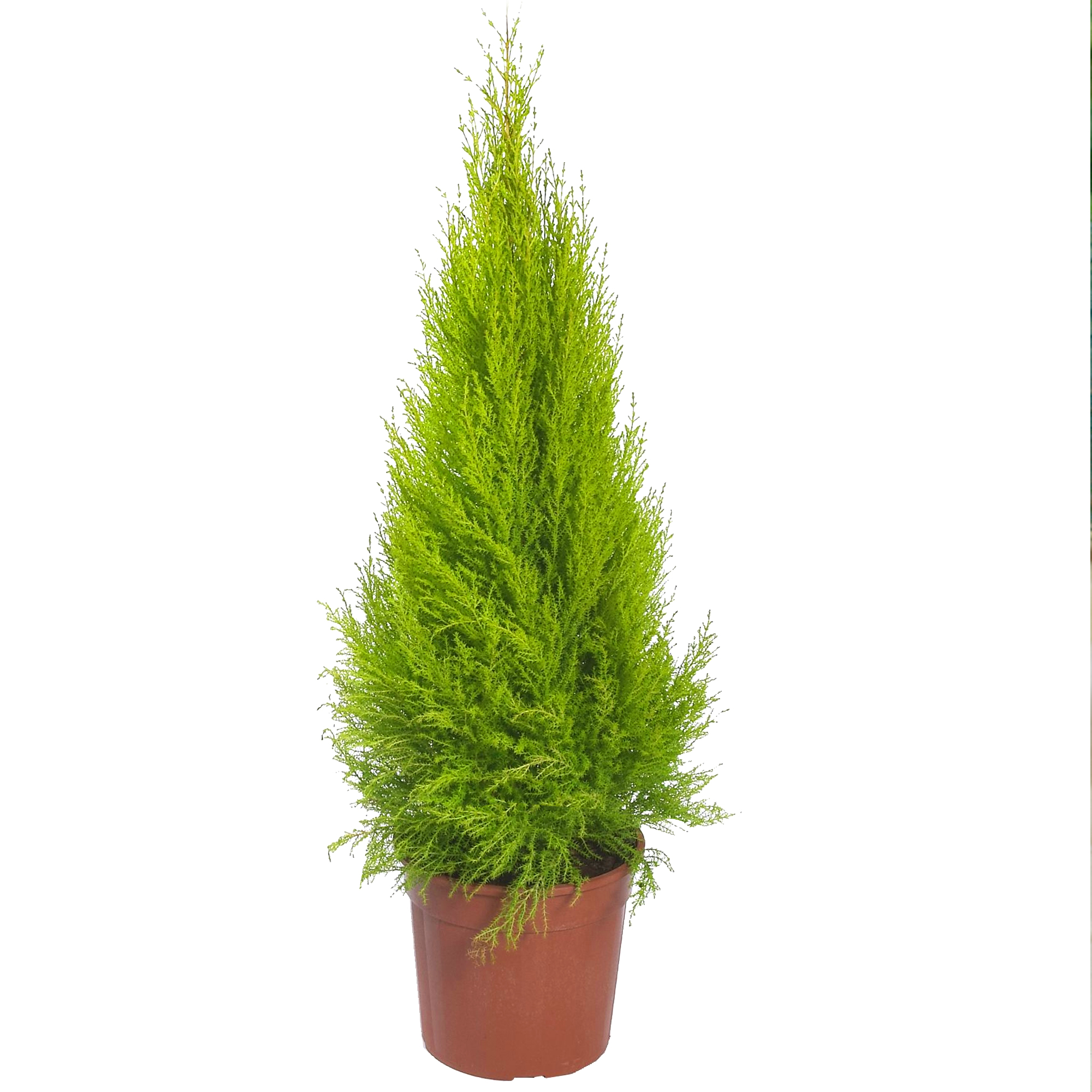 Cupressus cypress 'Wilma' - Outdoor Plant With Attractive Evergreen ...