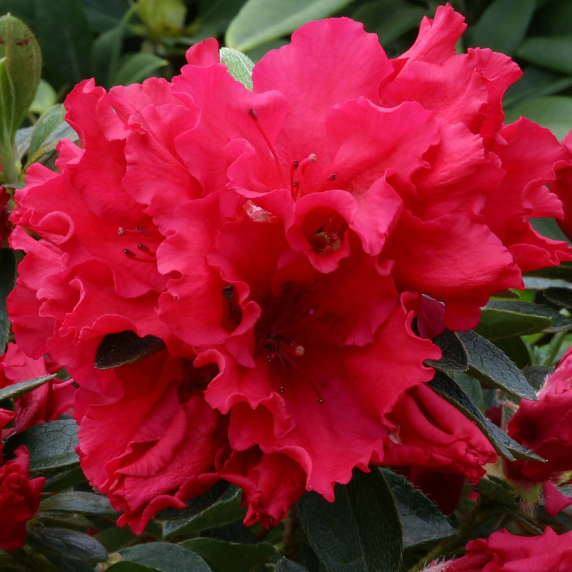 Azalea japonica Red Colourful Evergreen Outdoor Garden Shrub Plant In ...