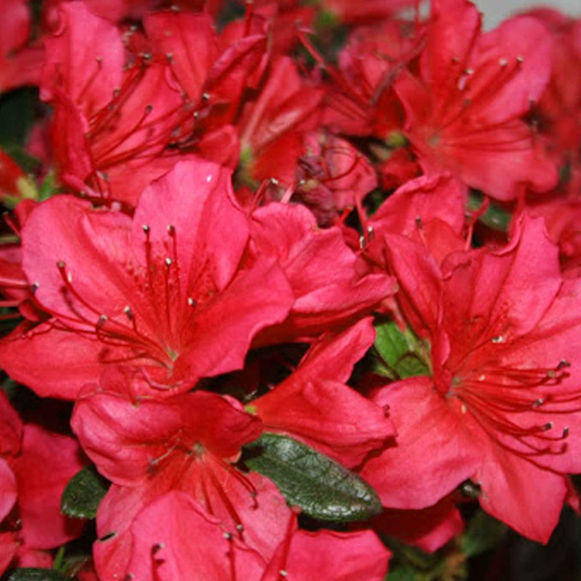 Azalea japonica Red Colourful Evergreen Outdoor Garden Shrub Plant In ...