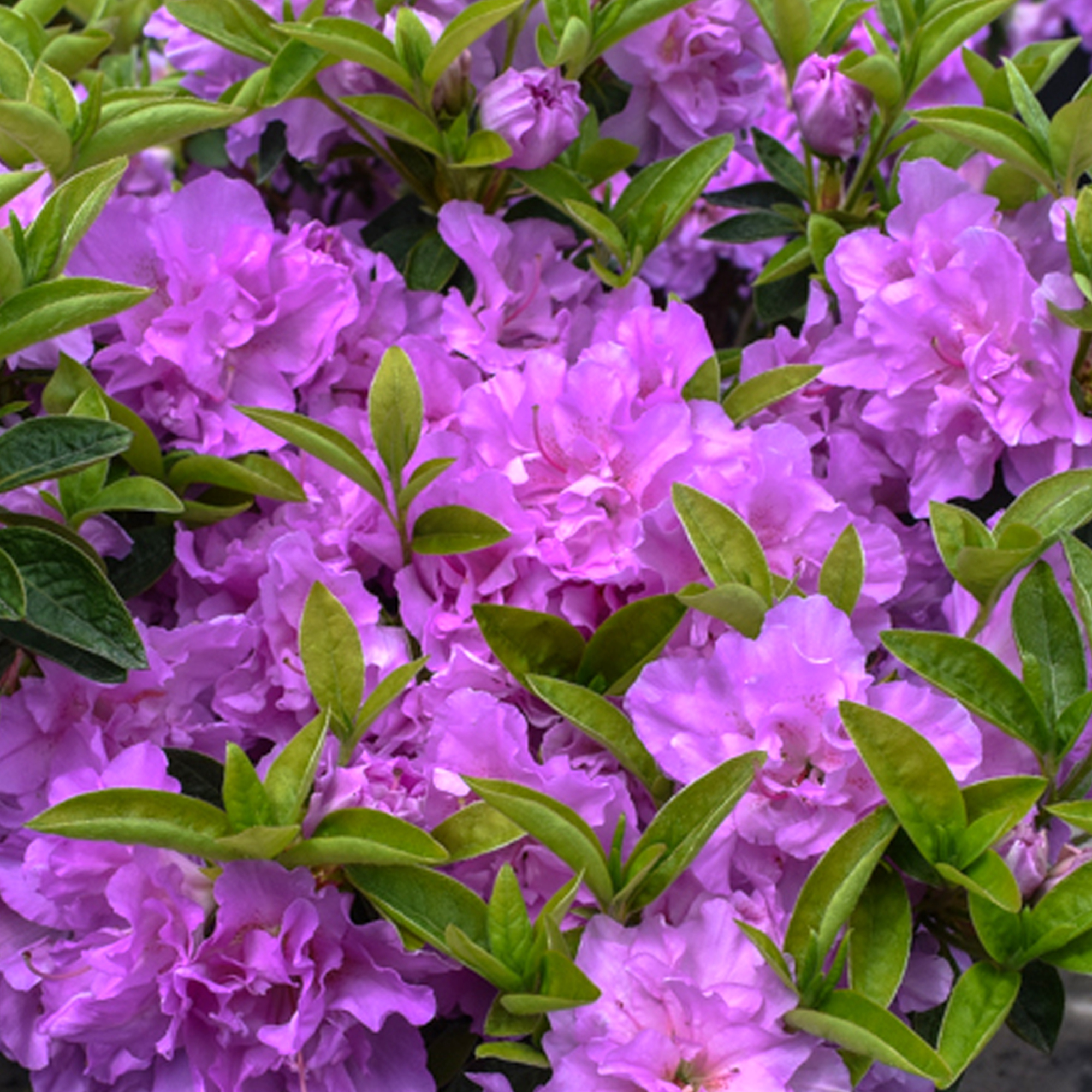 Azalea japonica Purple Colourful Evergreen Outdoor Garden Shrub Plant ...