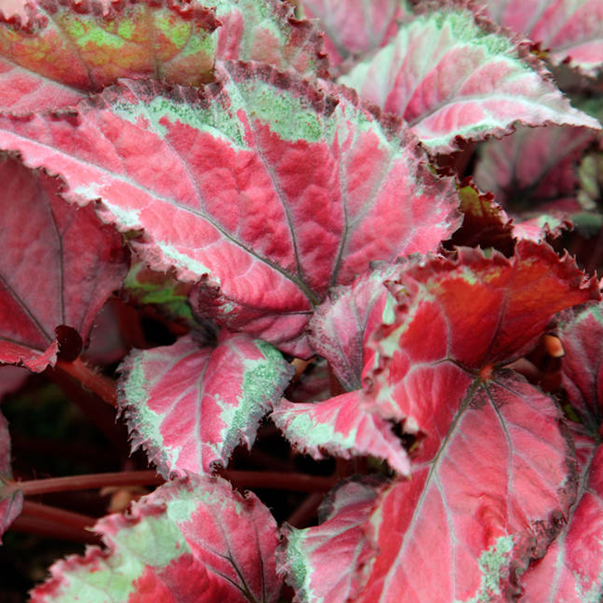 Begonia rex Spitfire | Vibrant King Begonia 20-30cm Potted Plant | UK ...