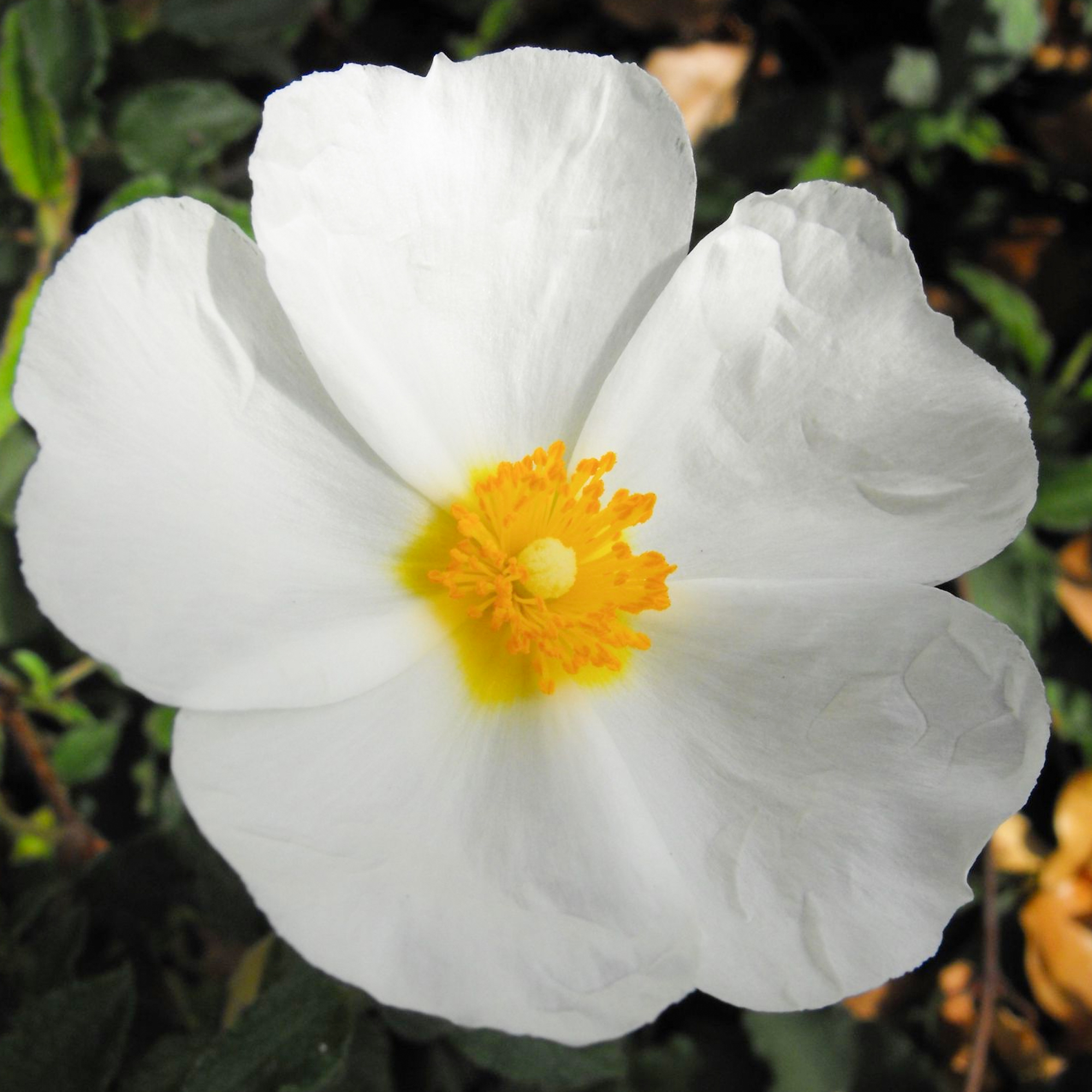 Cistus corbariensis Dense Bushy Evergreen Flowering Potted Garden Shrub ...