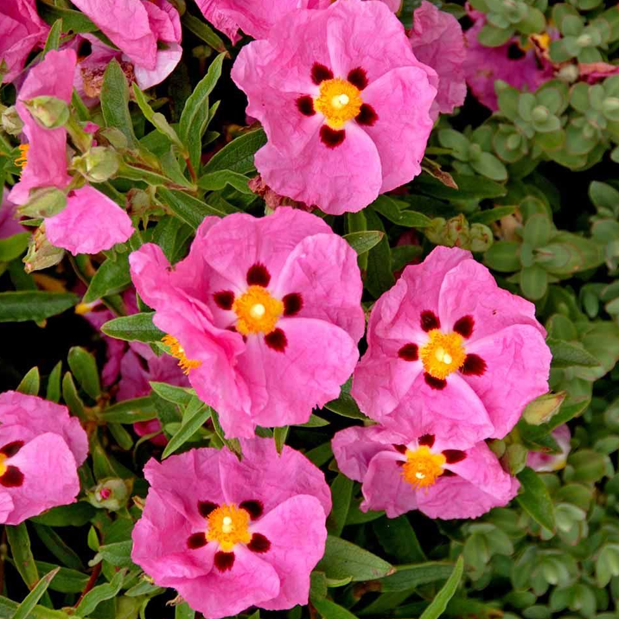 Cistus purpureus Bushy Evergreen Colourful Flowering Potted Outdoor ...
