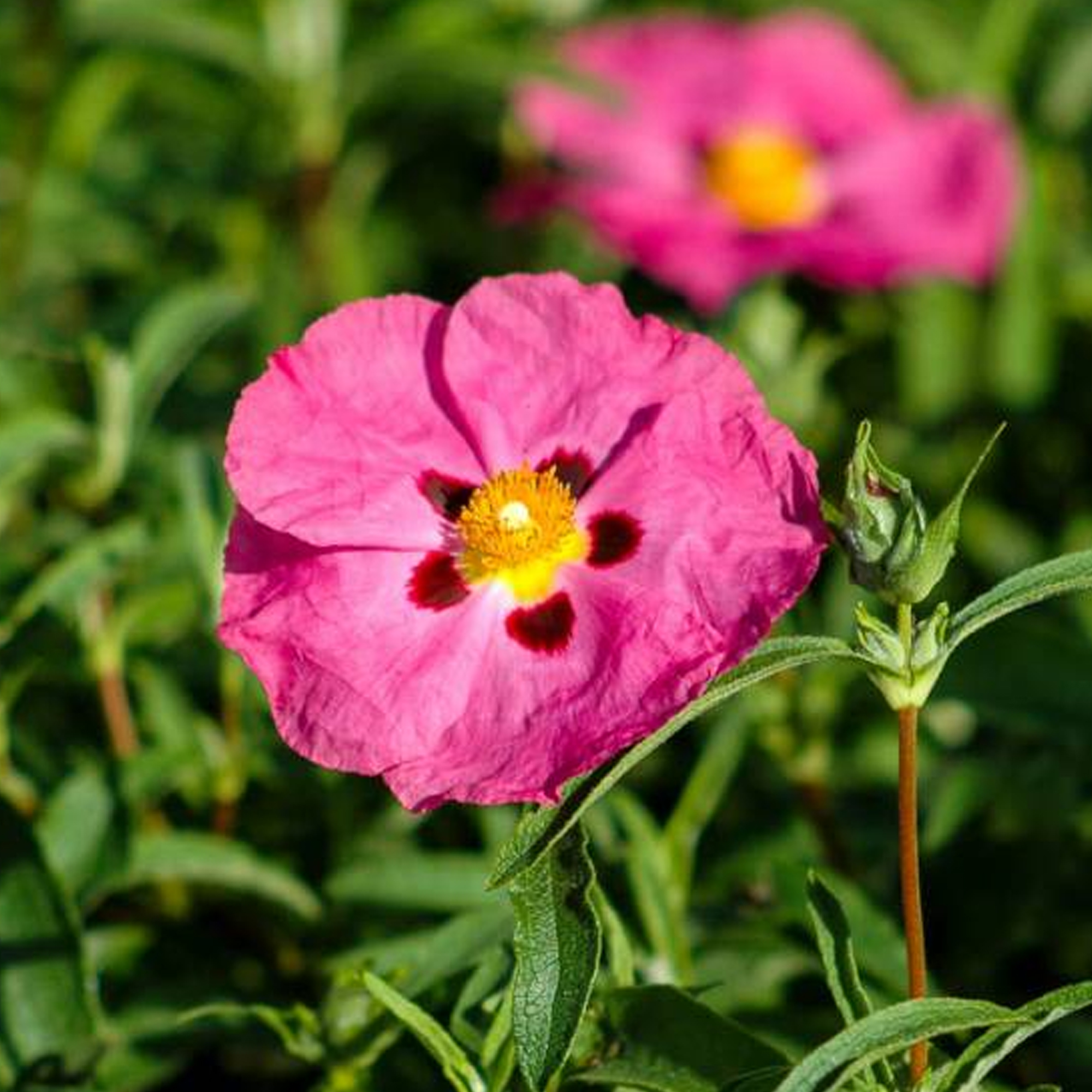 Cistus purpureus Bushy Evergreen Colourful Flowering Potted Outdoor ...