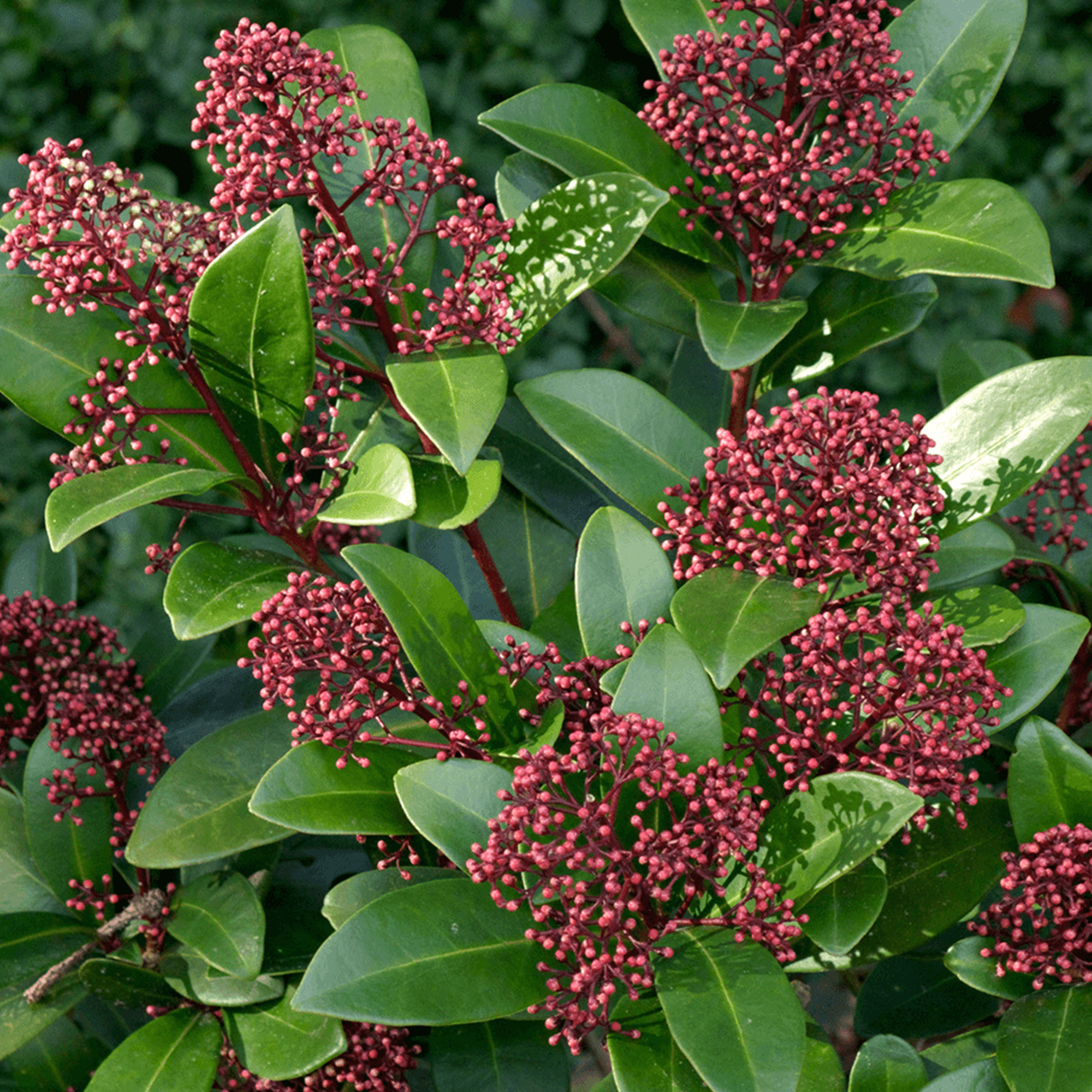 Skimmia japonica Rubella | Beautiful Evergreen Flowering Garden Shrub ...