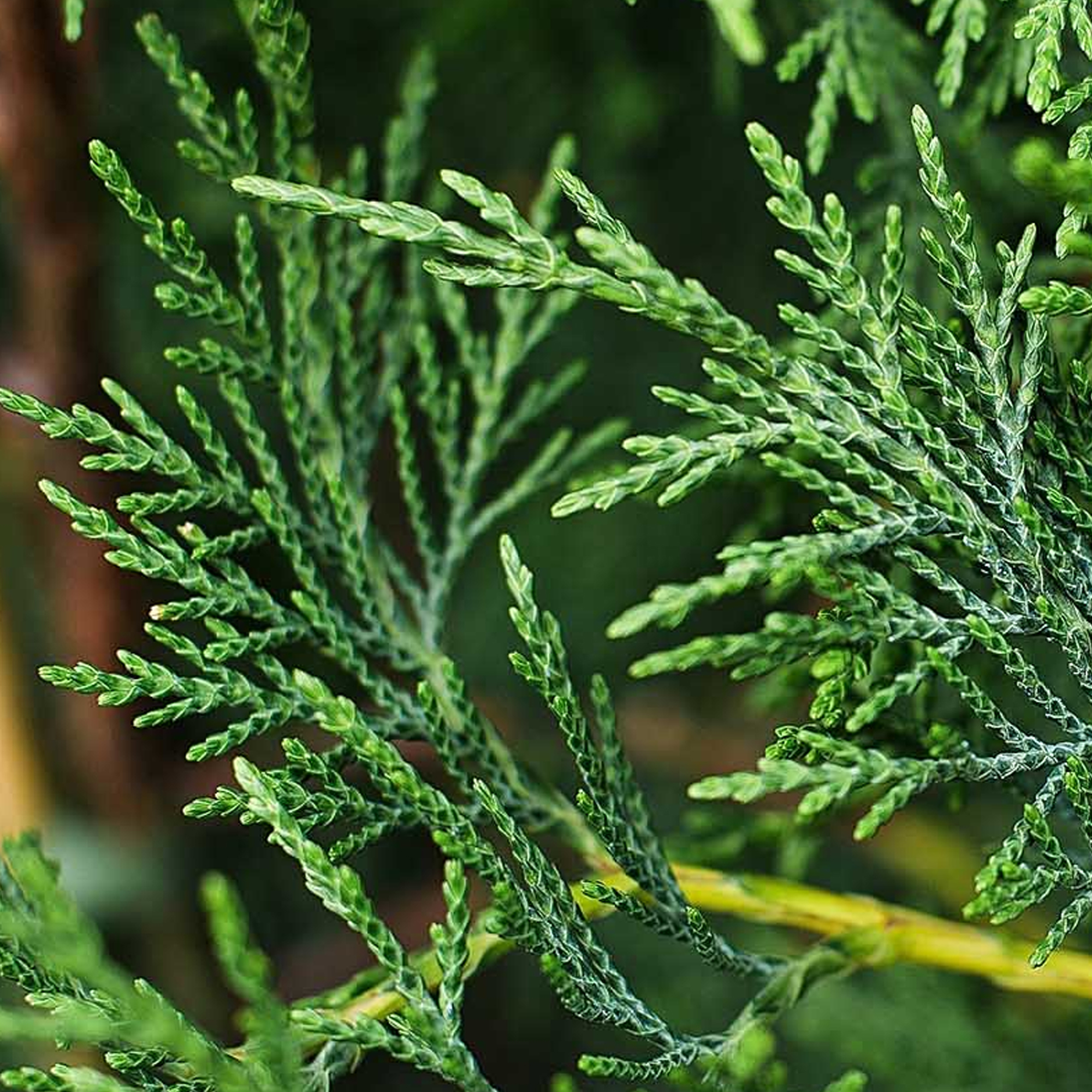 Green Leylandii Fast Growing Evergreen Conifer Hedging Garden Plants in ...