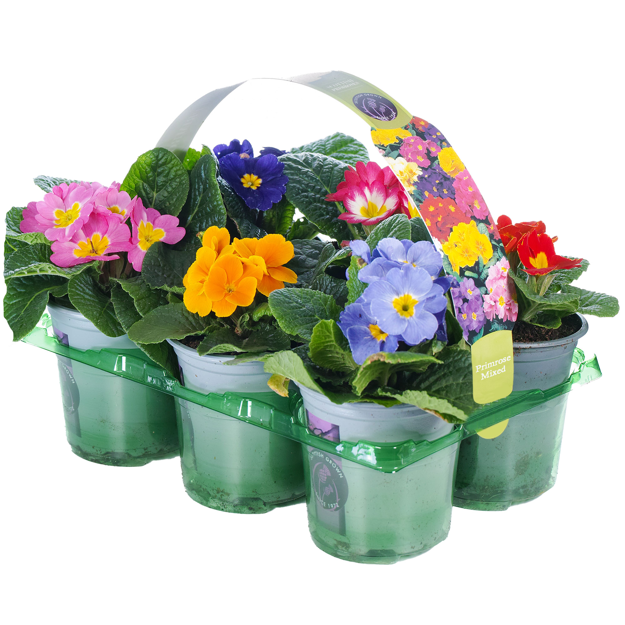 Primrose Mix | 6 Pack of Mixed Colourful Flowering Bedding Plants | 9cm ...