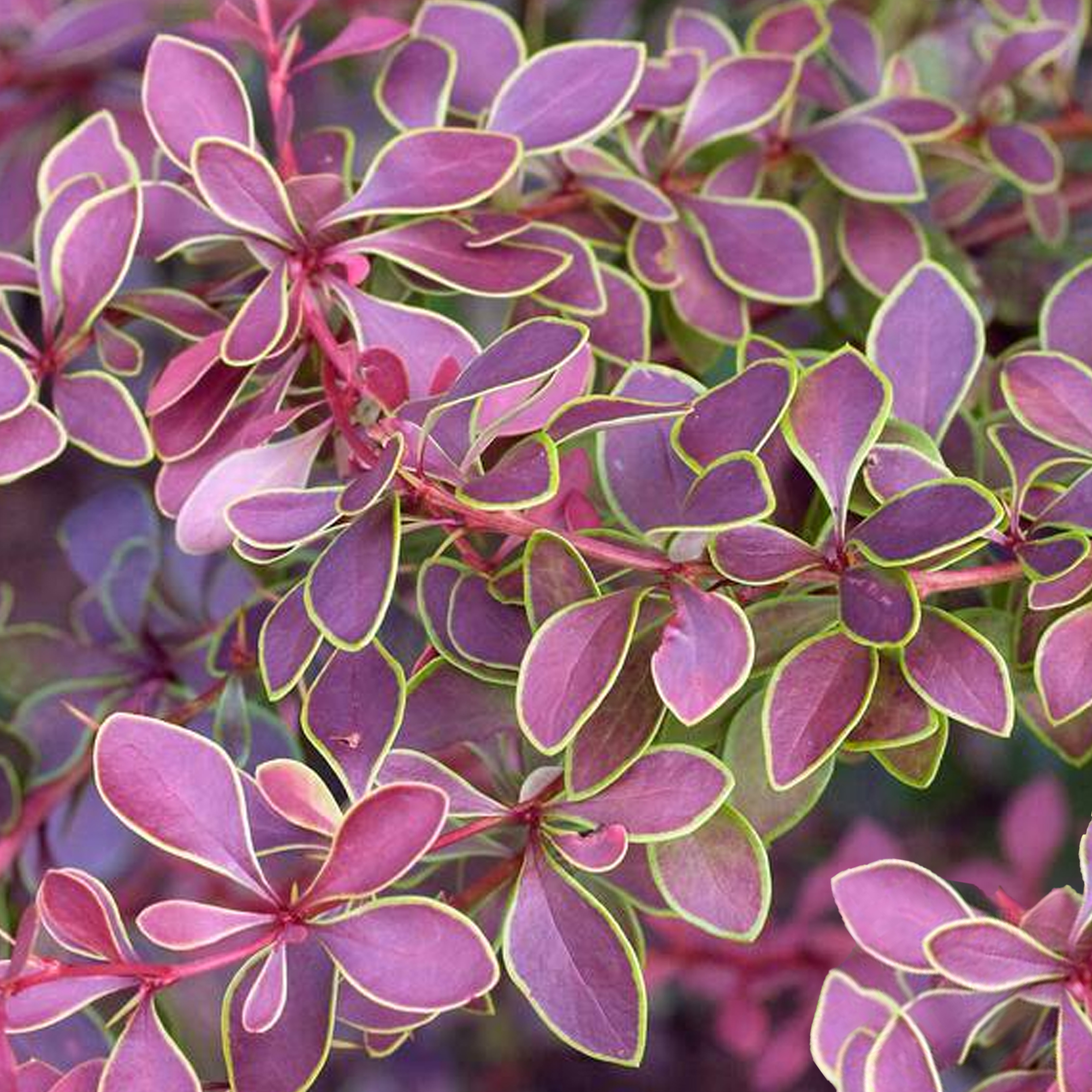 Berberis Golden Ring - Japanese Barberry | Deciduous Potted Garden ...
