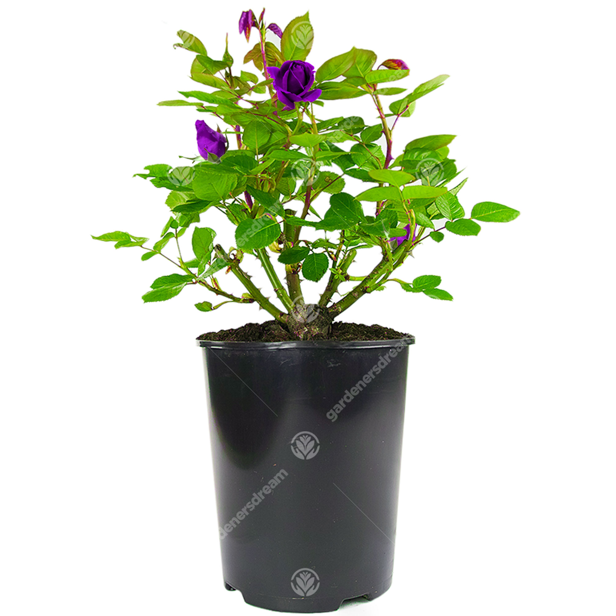 Striking Purple Potted Rose | Lovely Potted Garden Plant | Ideal ...