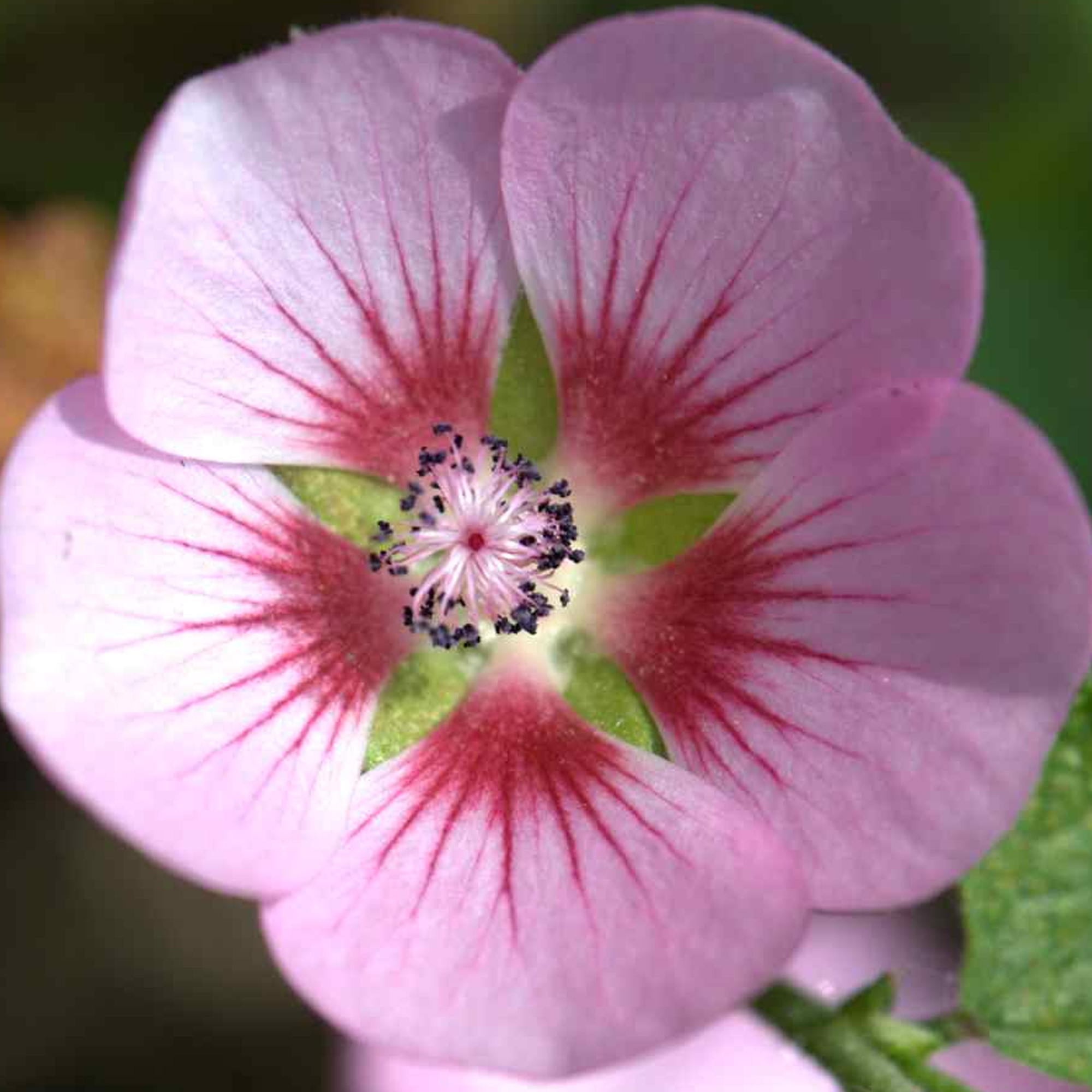 Anisodontea Elegans Princess - Cape Mallow | Evergreen Flowering Garden ...