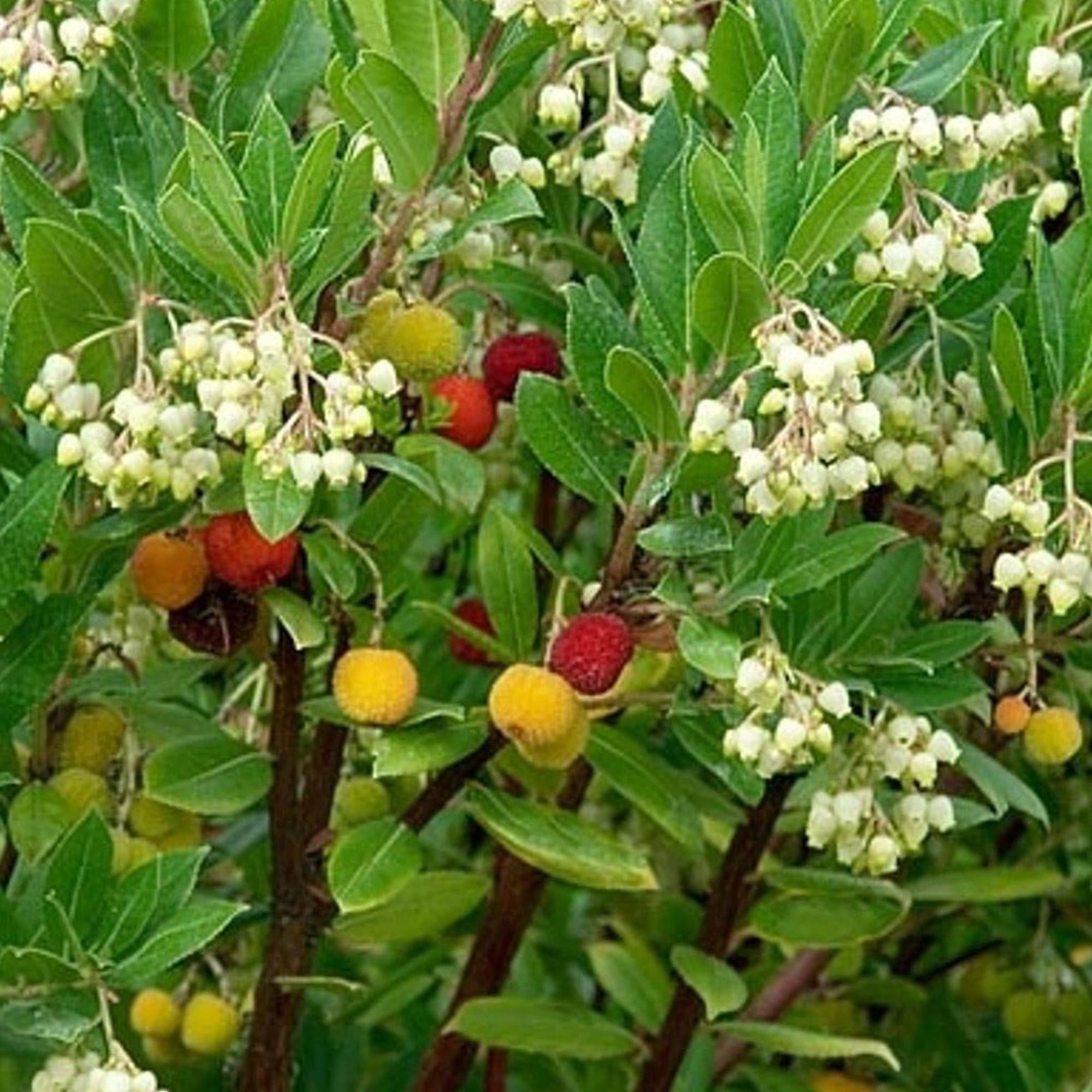Arbutus unedo Compacta - Strawberry Tree | Vibrant Edible Garden Fruit ...