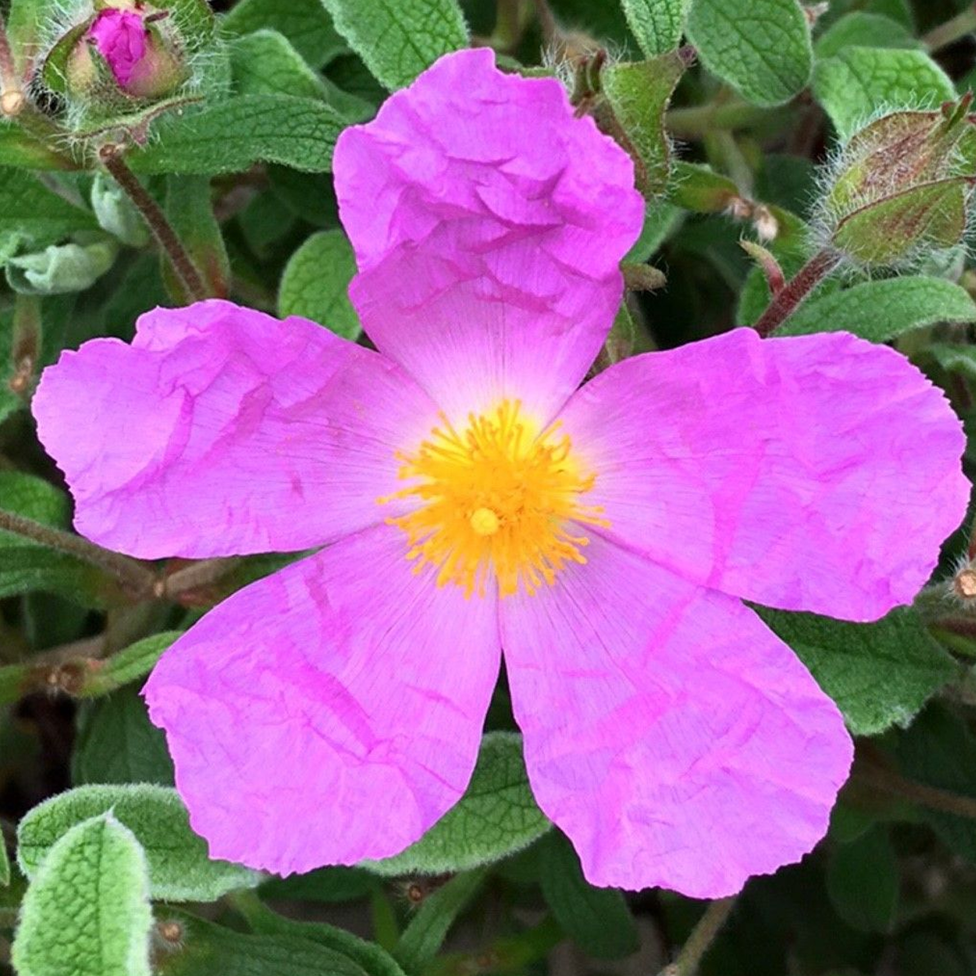 Cistus Creticus - Rock Rose | Evergreen Potted Bushy Garden Shrub for ...